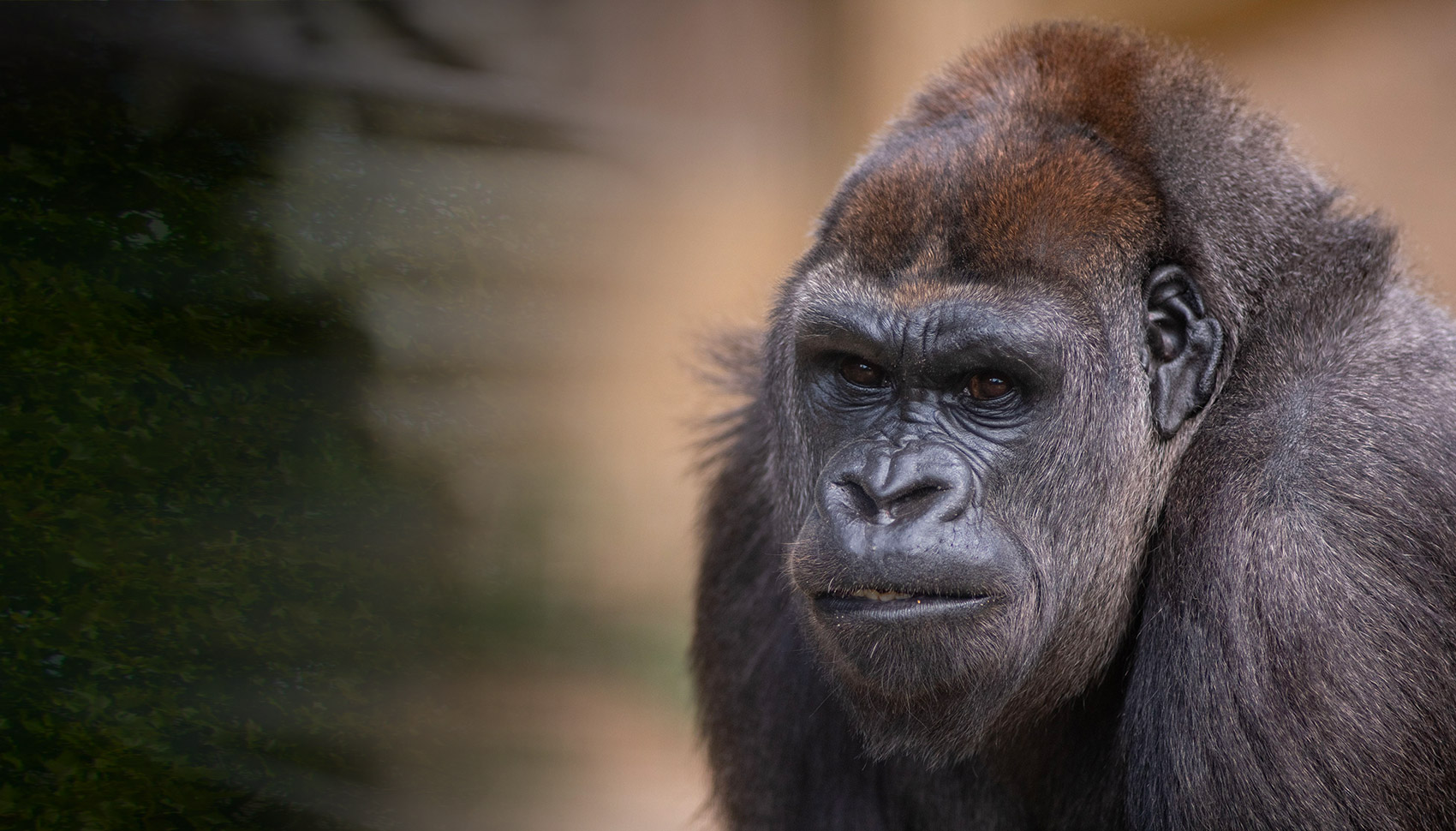 Congo Expedition | Columbus Zoo and Aquarium