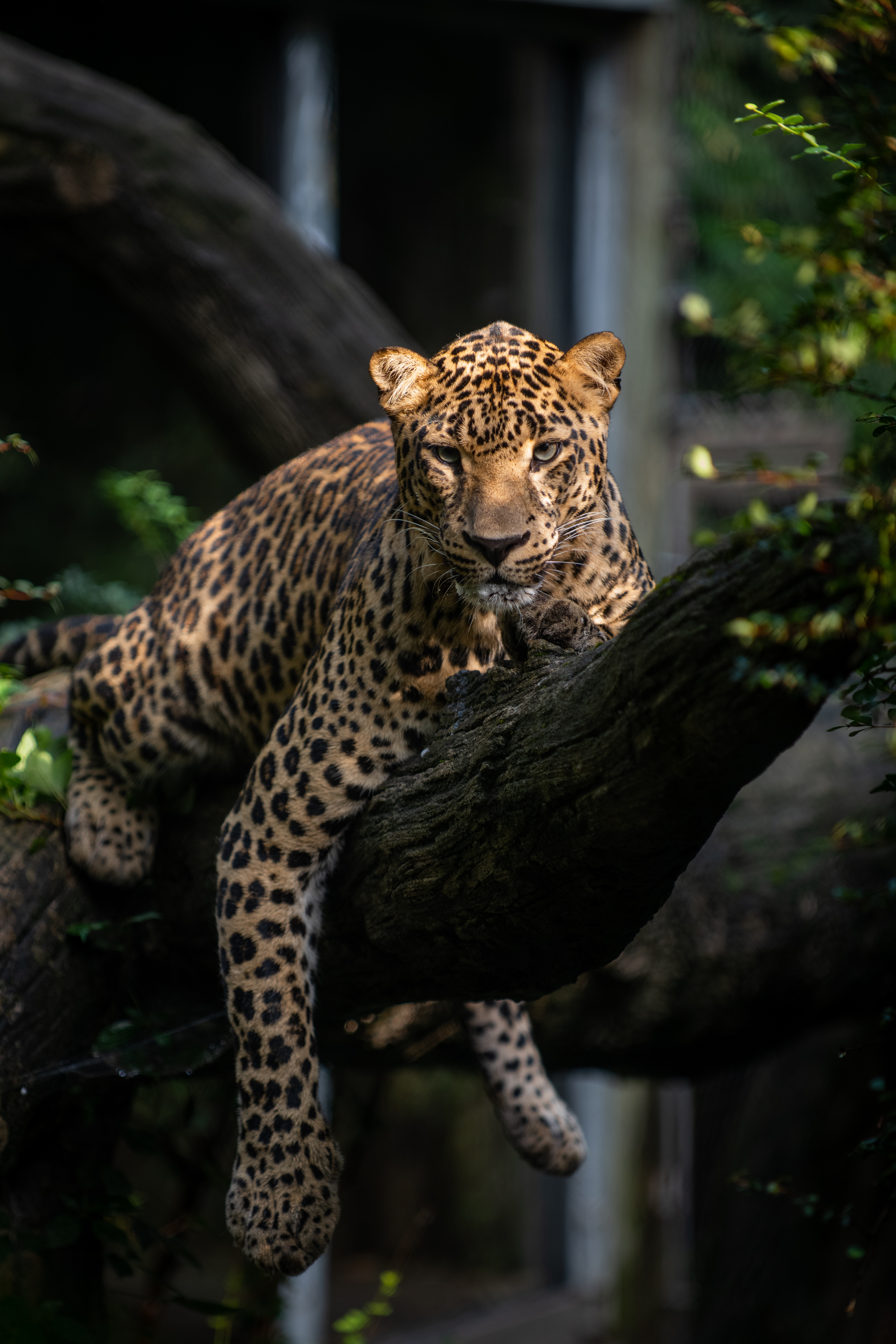 Columbus Zoo | Leopard