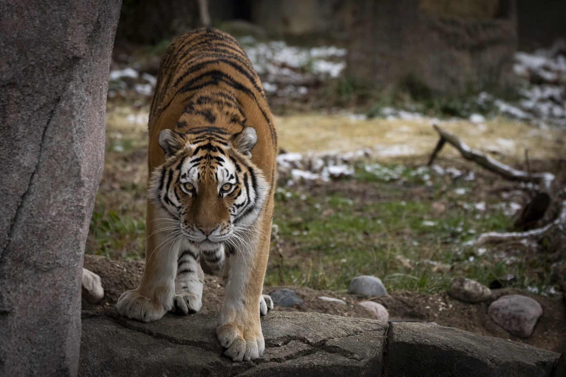 Columbus Zoo | Amur Tiger