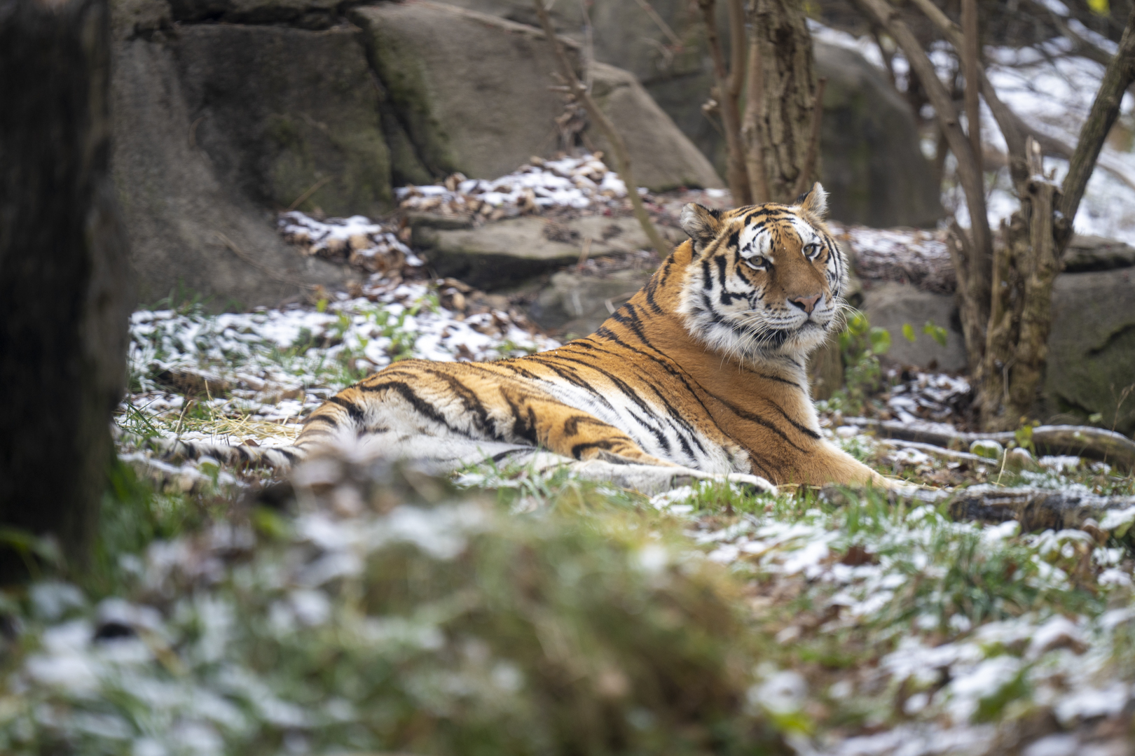 Columbus Zoo | Amur Tiger