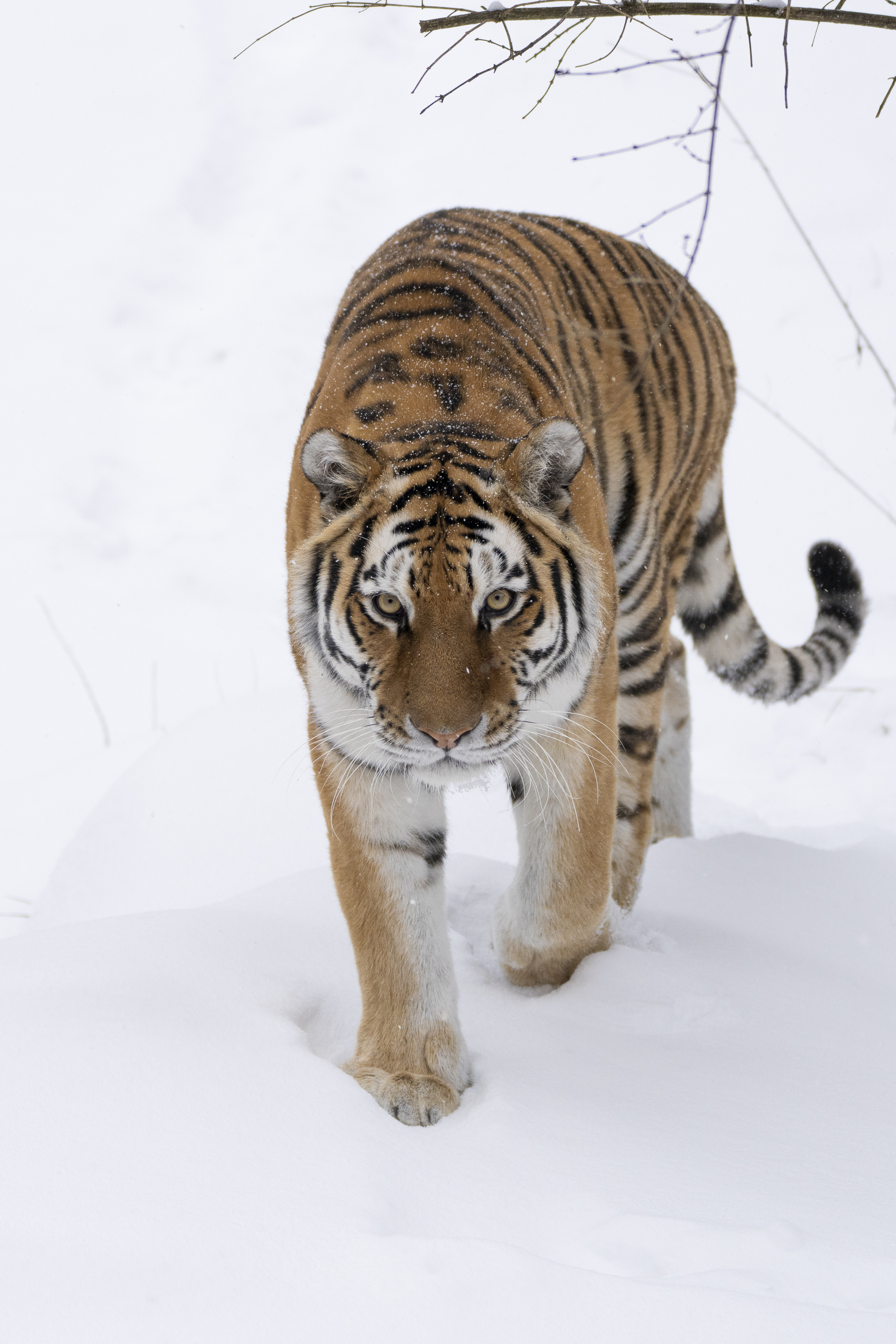 Columbus Zoo | Amur Tiger