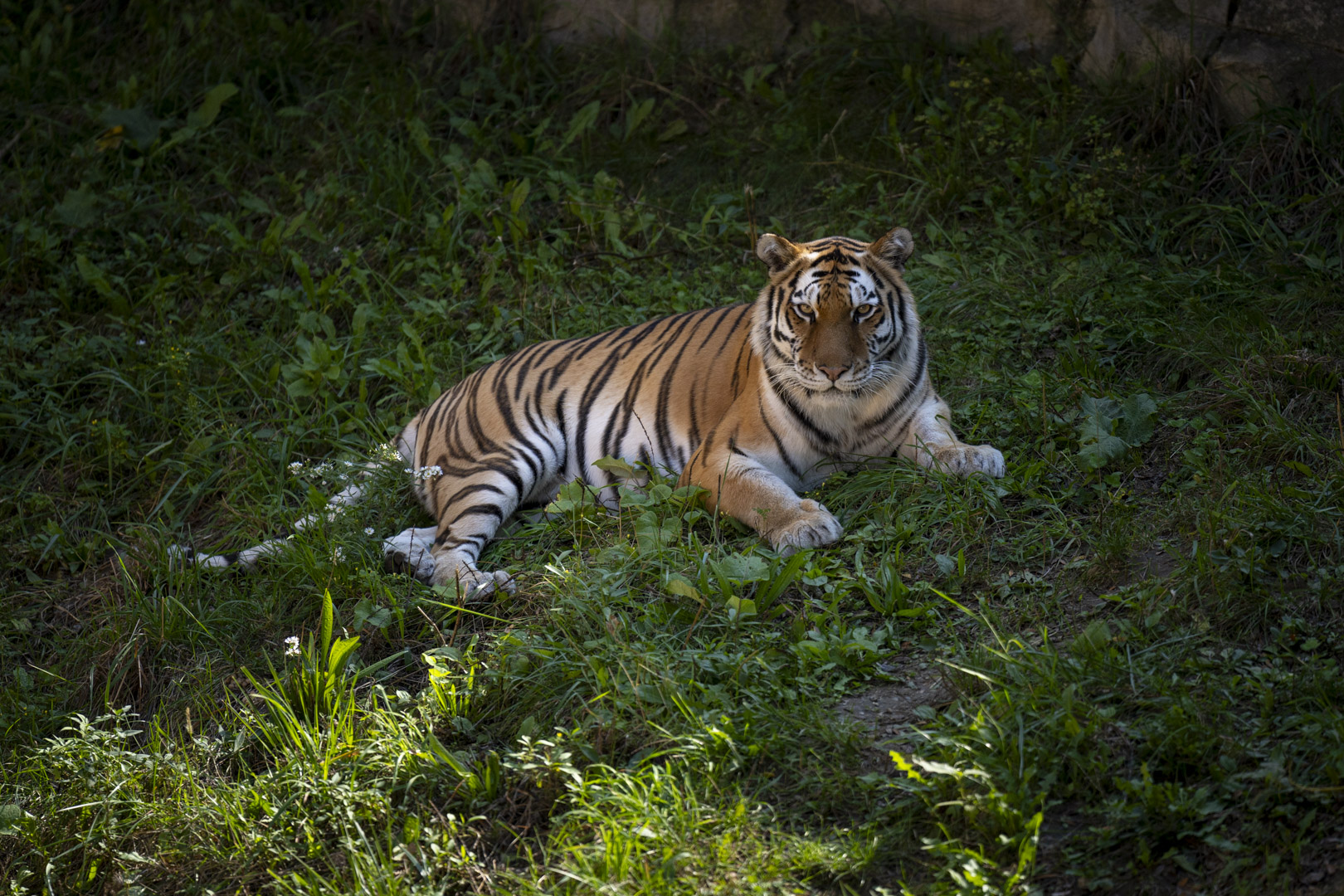 Columbus Zoo | Amur Tiger