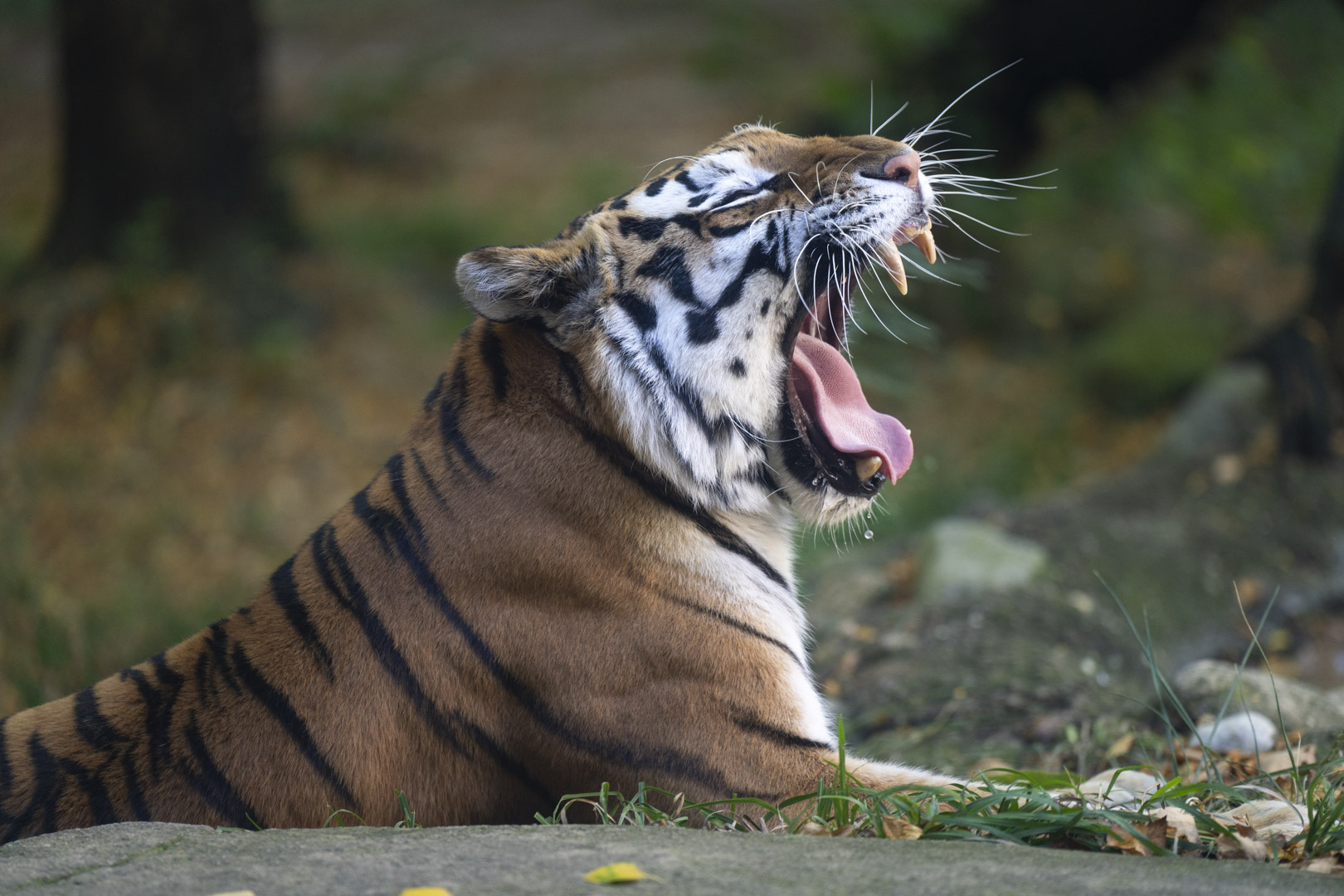 Columbus Zoo | Amur Tiger