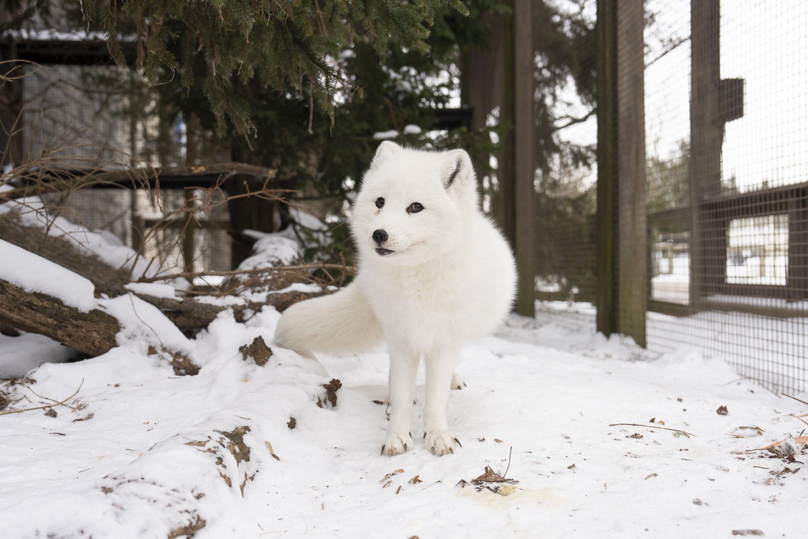 Columbus Zoo | Arctic Fox