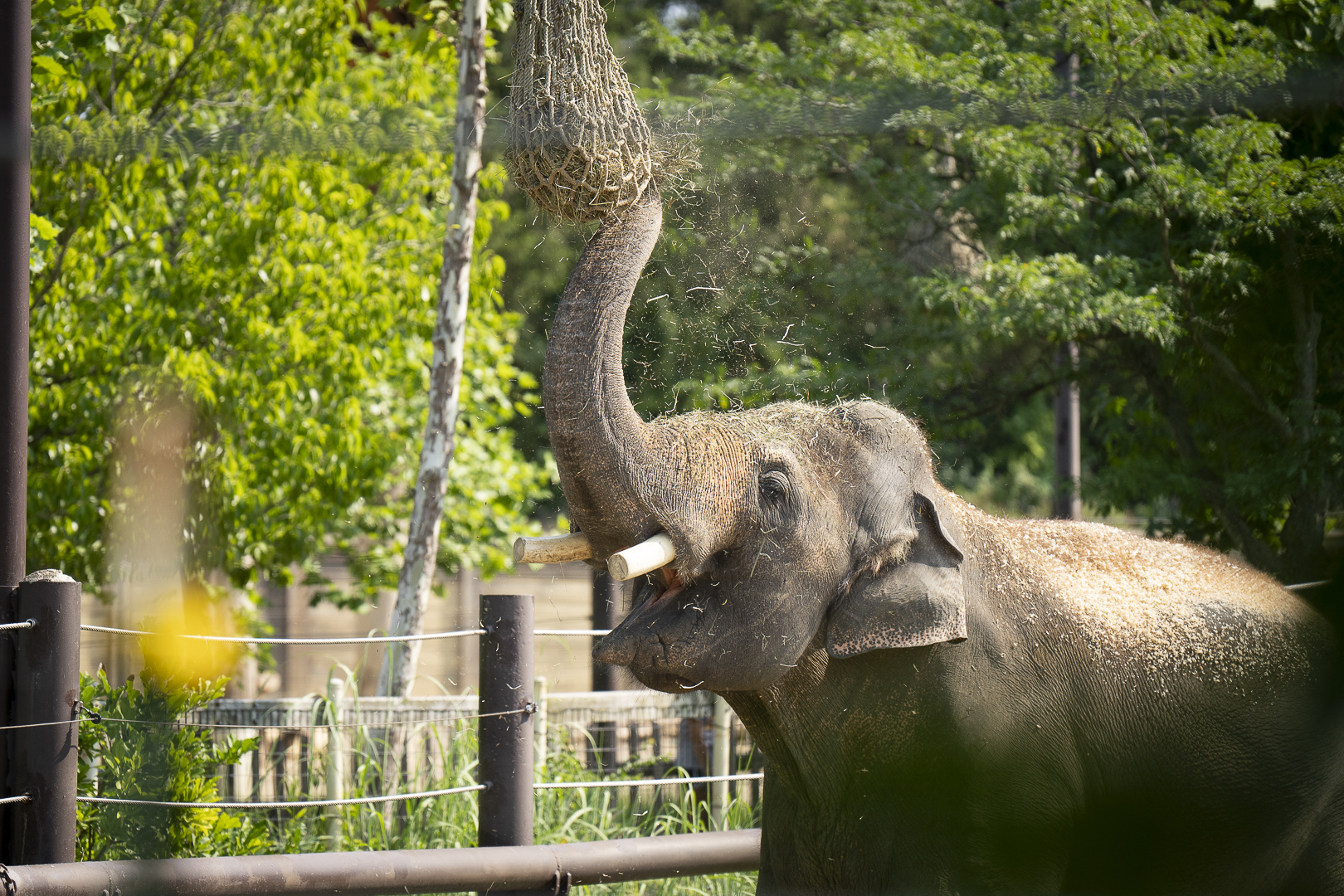 Columbus Zoo | Asian Elephant