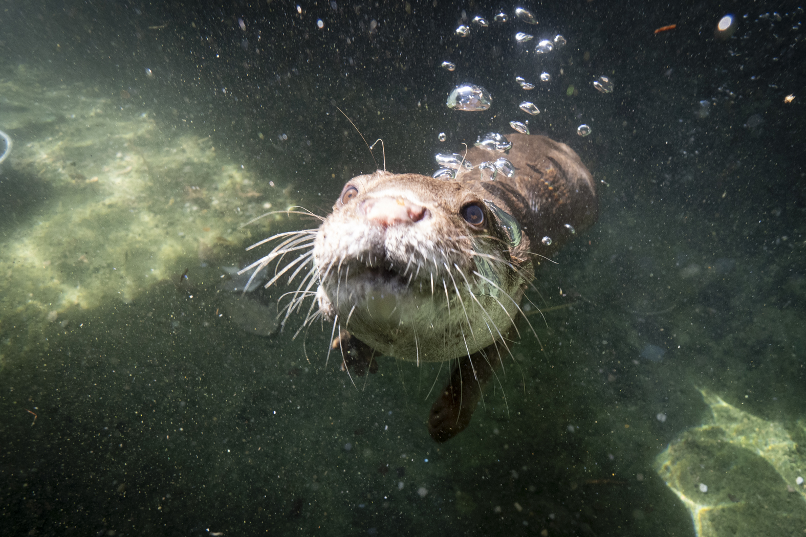 Columbus Zoo | Asian Small-Clawed Otters