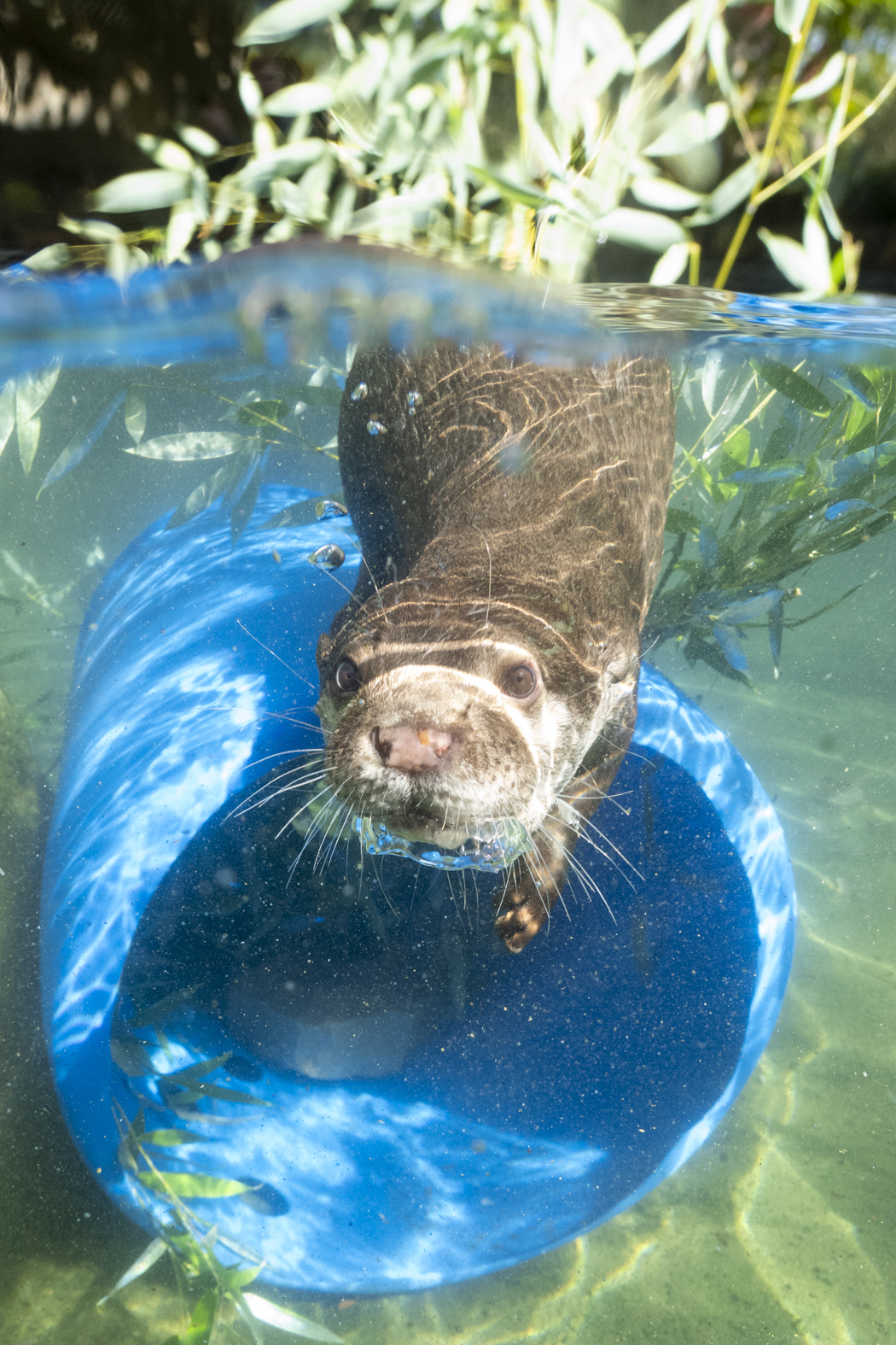 Columbus Zoo | Asian Small-Clawed Otters