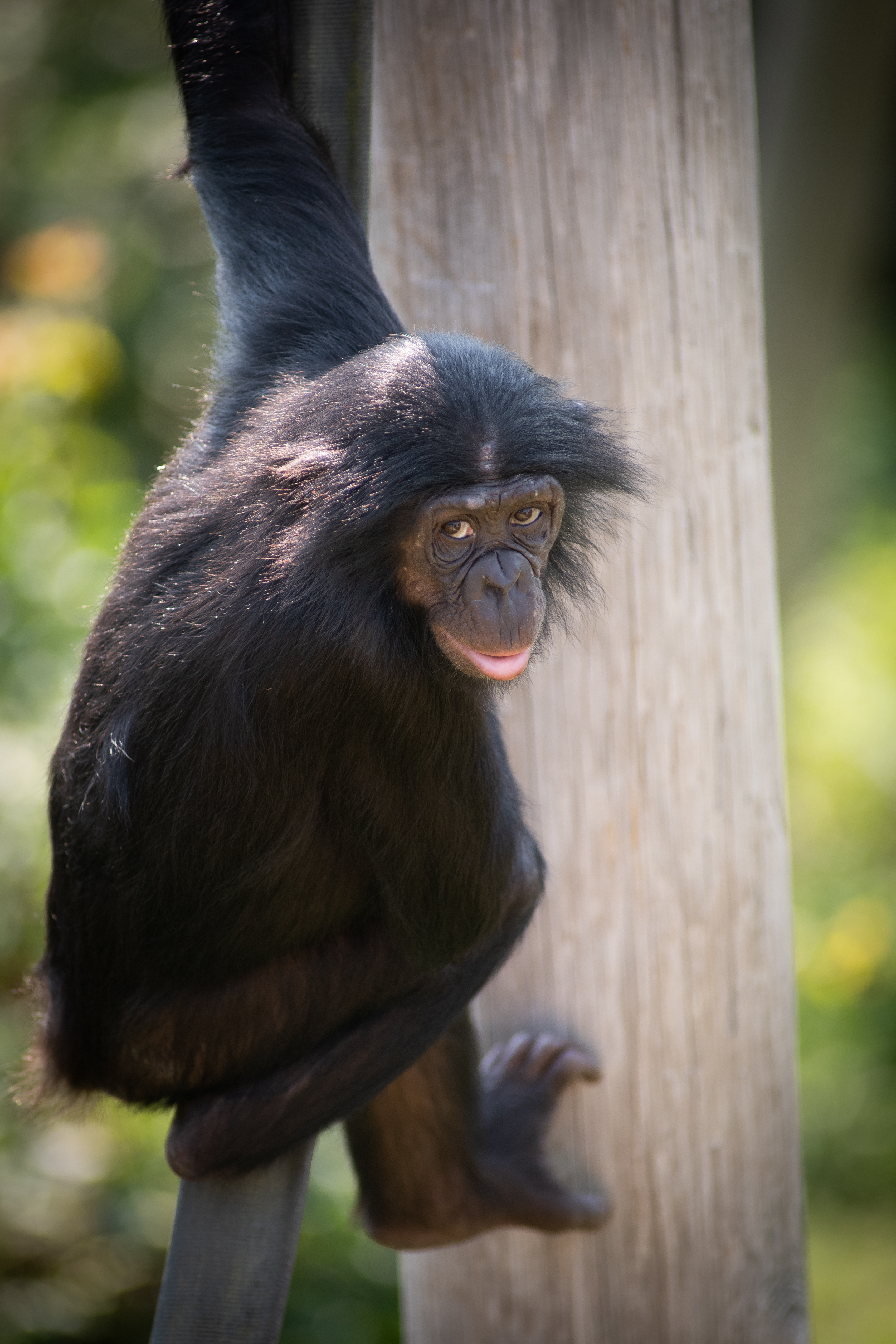 Bonobo | Columbus Zoo and Aquarium