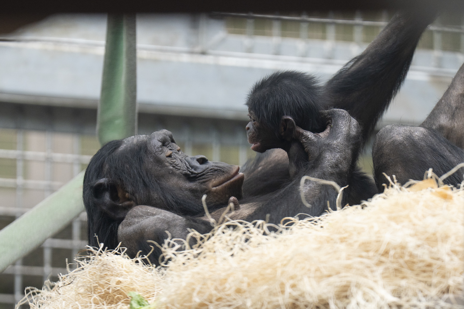 Bonobo | Columbus Zoo and Aquarium