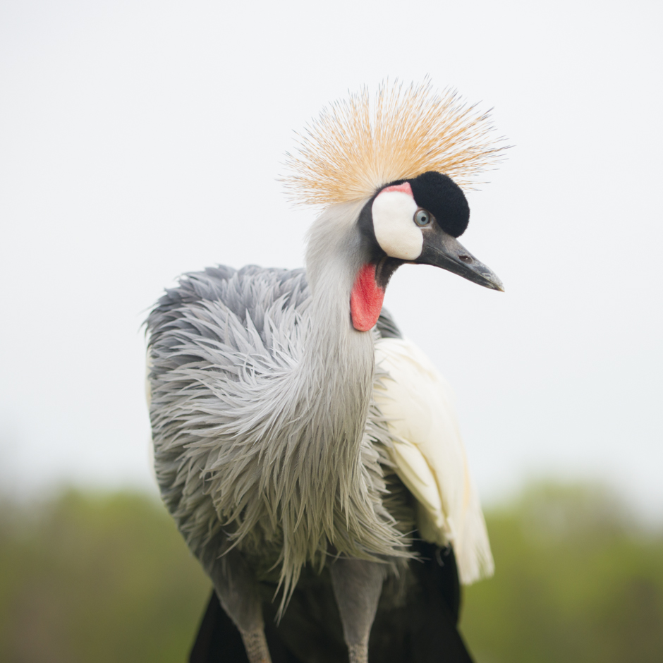 Columbus Zoo | East African Crowned Crane