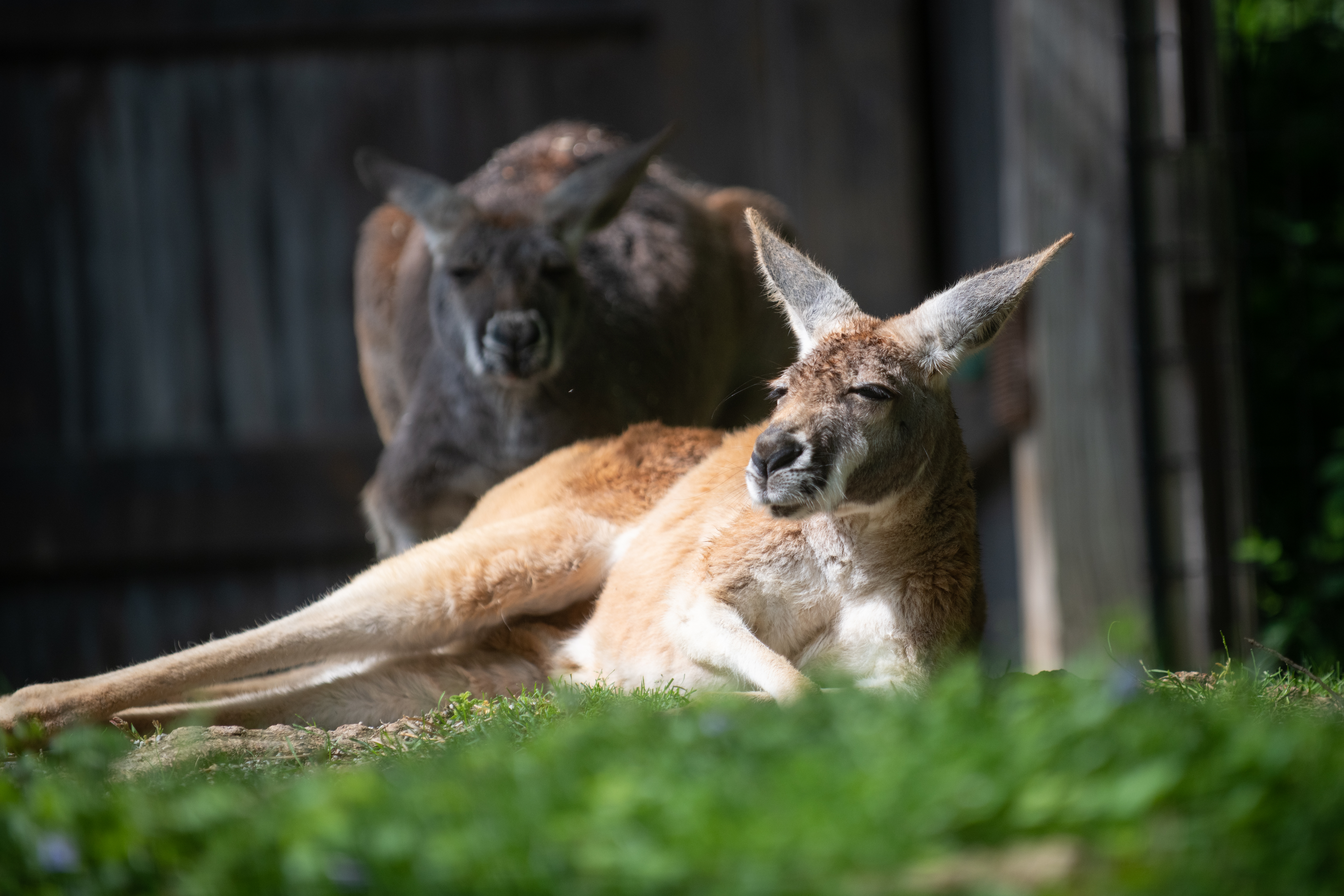 Red Kangaroo | Columbus Zoo and Aquarium