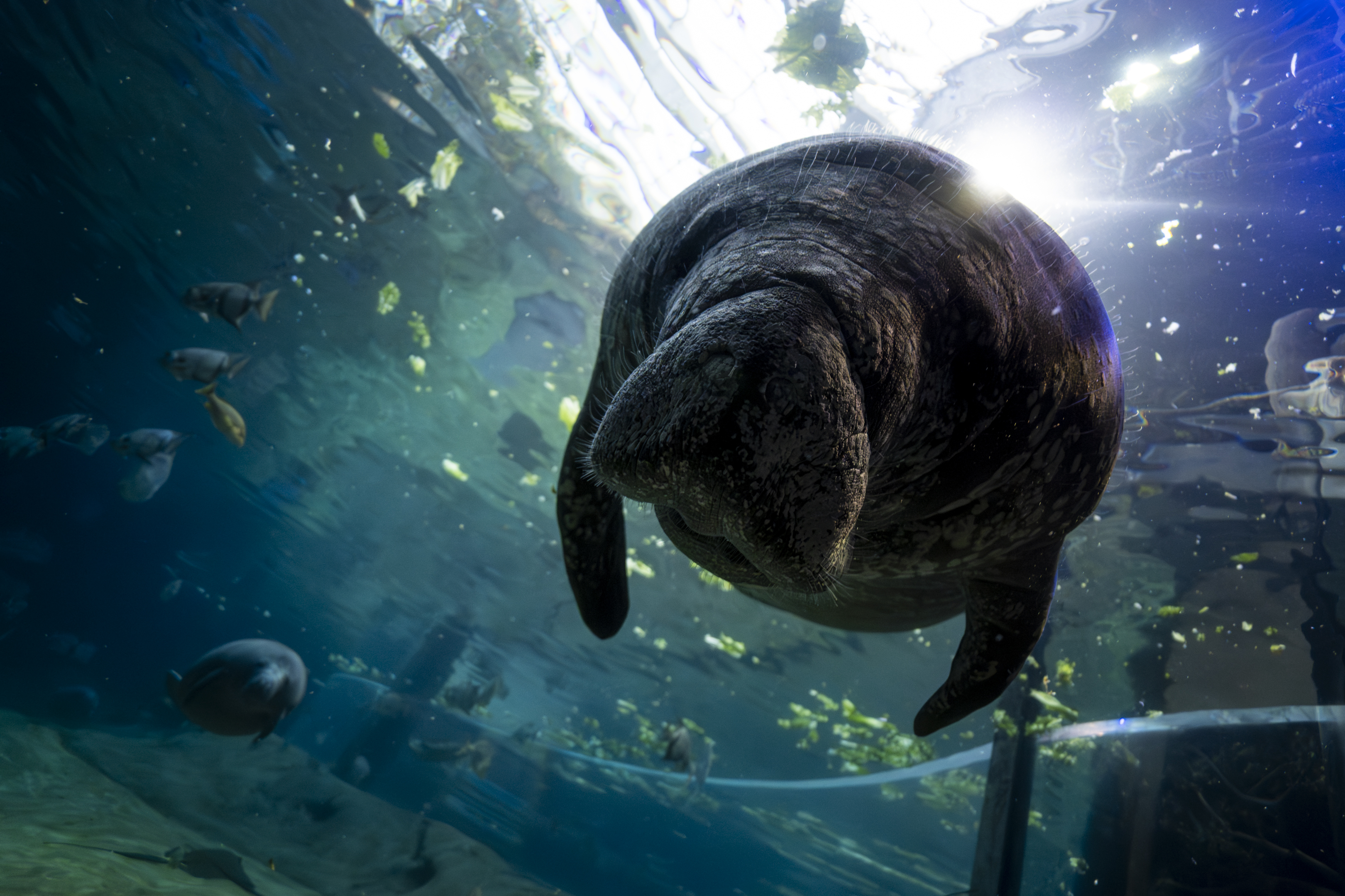 Columbus Zoo | Manatees