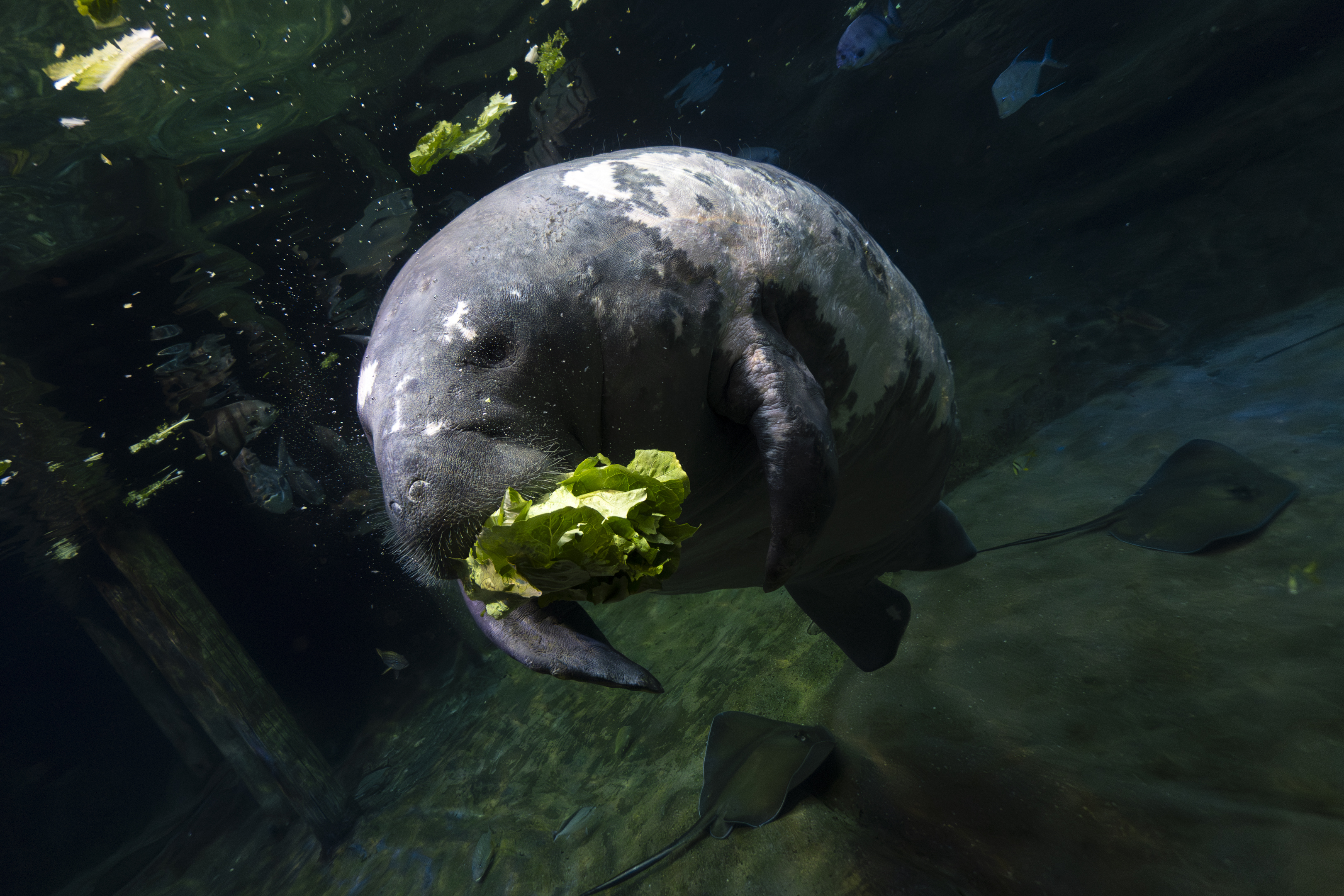 Columbus Zoo | Manatees