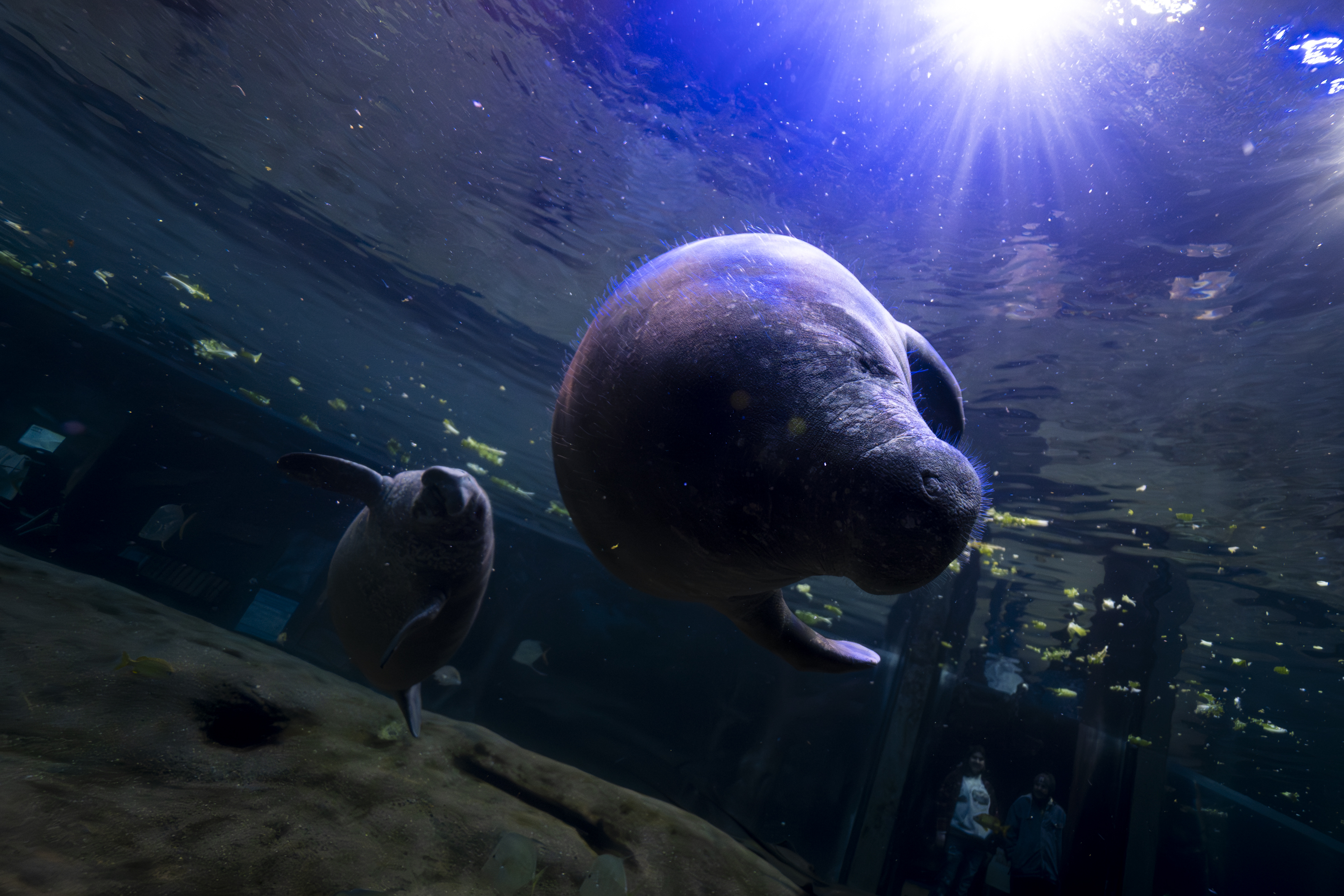 Columbus Zoo | Manatees