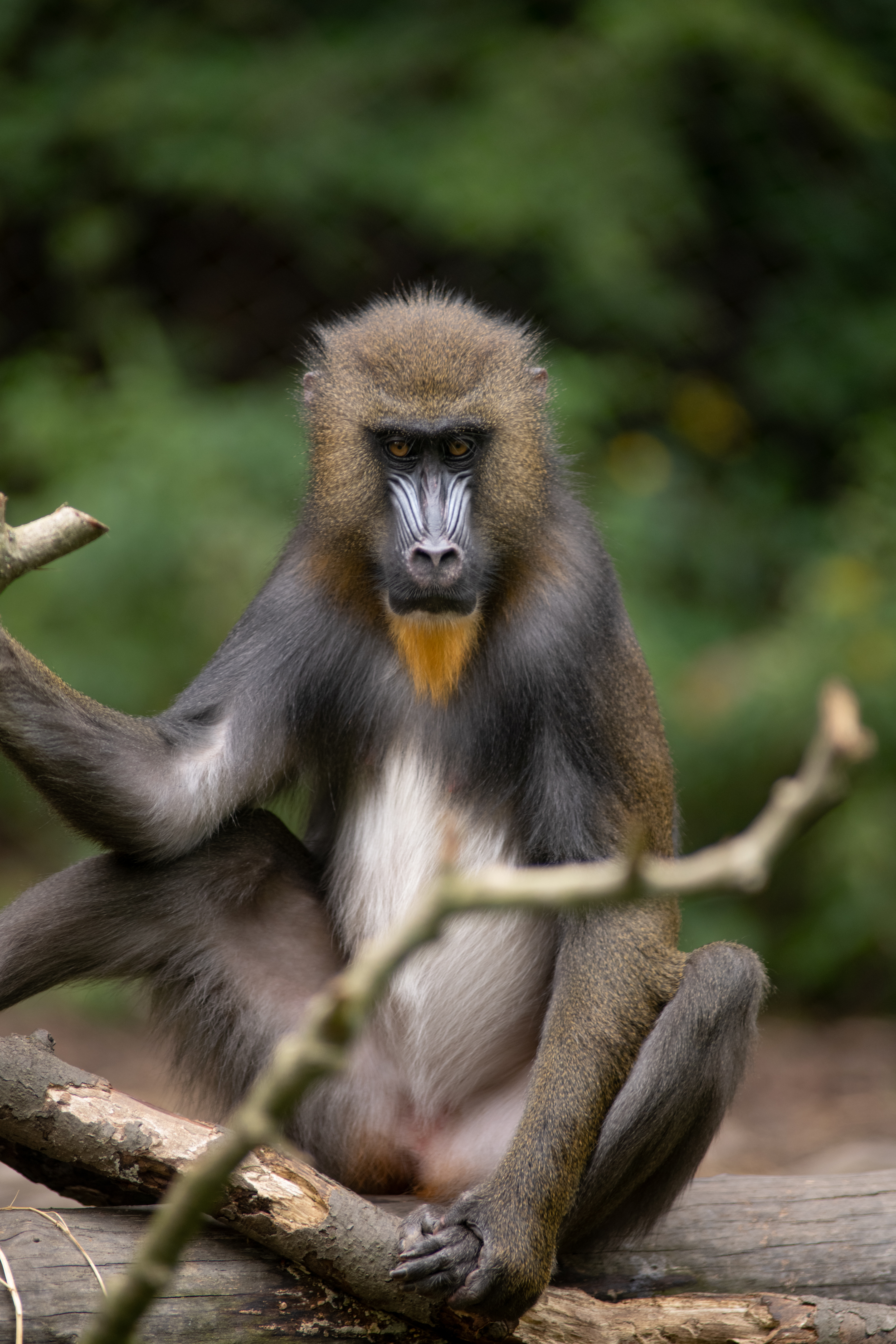 Columbus Zoo | Mandrill