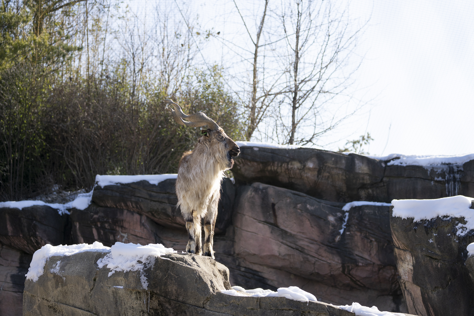 Columbus Zoo | Markhor
