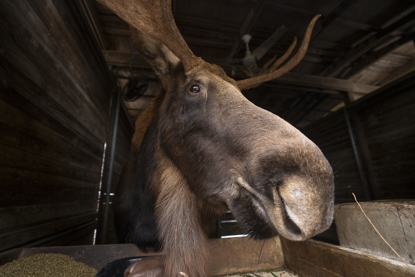 Columbus Zoo | Moose