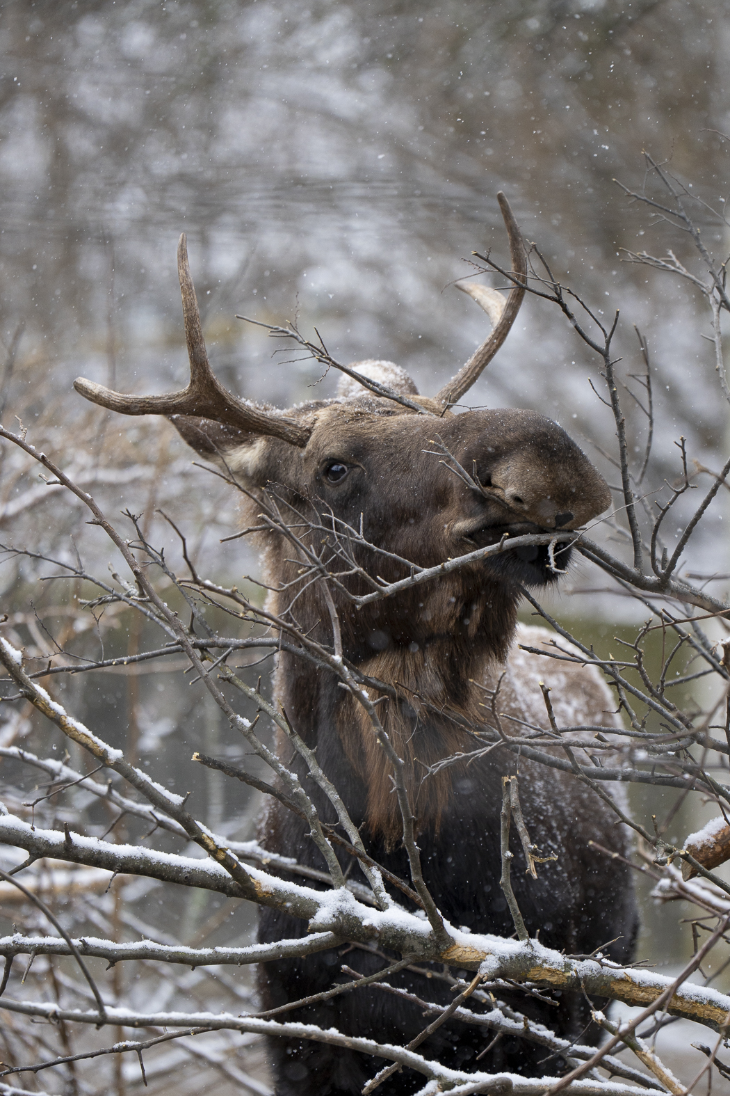 Columbus Zoo | Moose