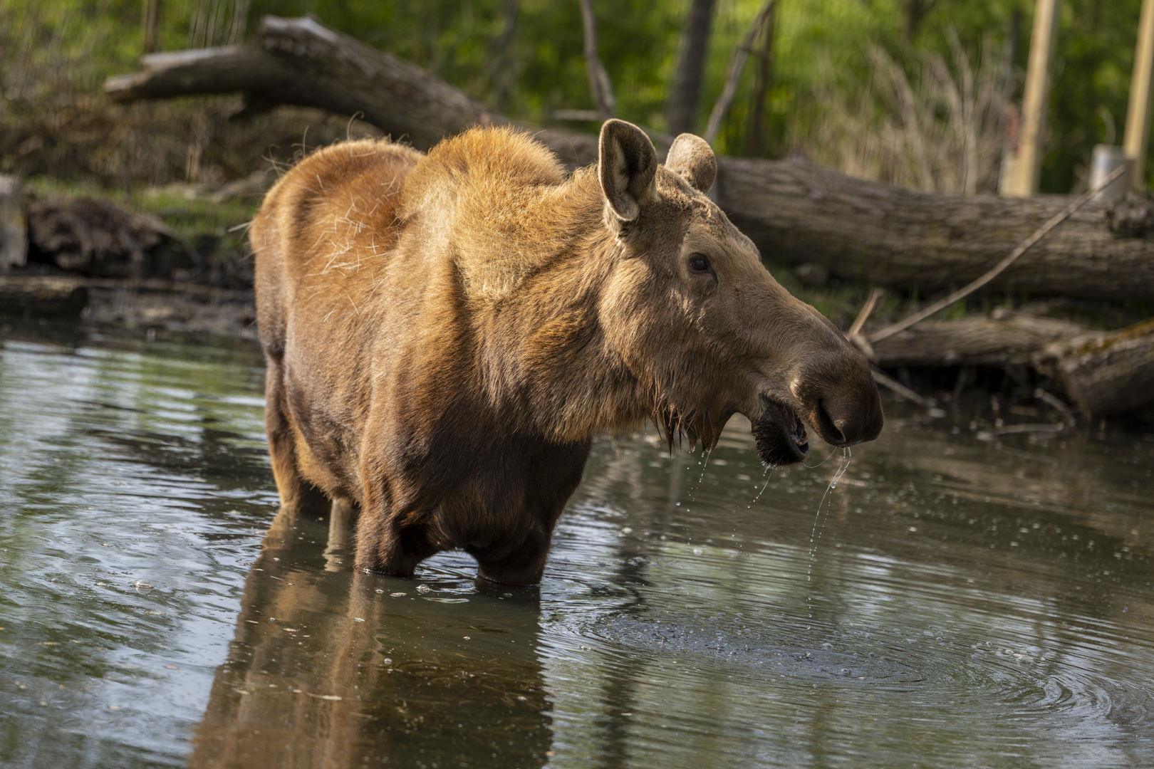 Columbus Zoo | Moose