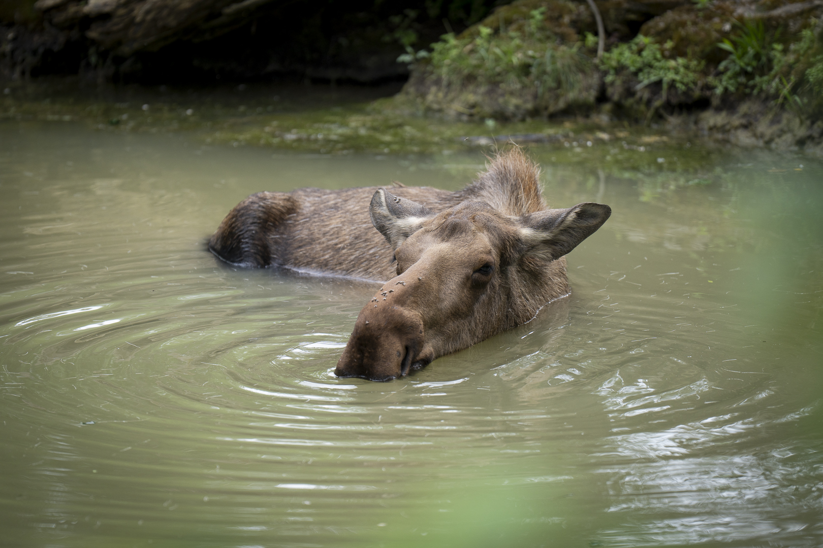 Columbus Zoo | Moose