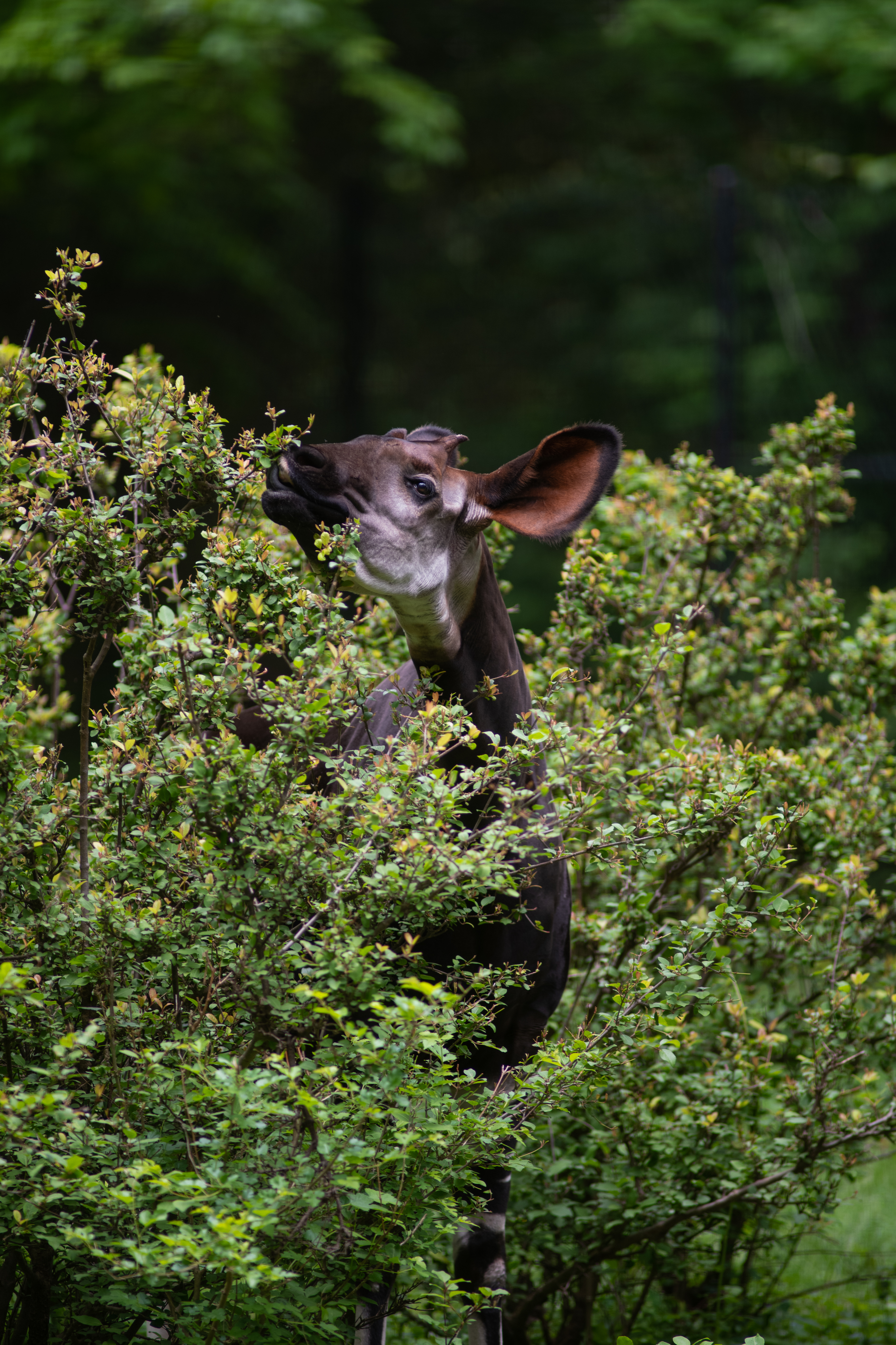 Okapi | Columbus Zoo and Aquarium