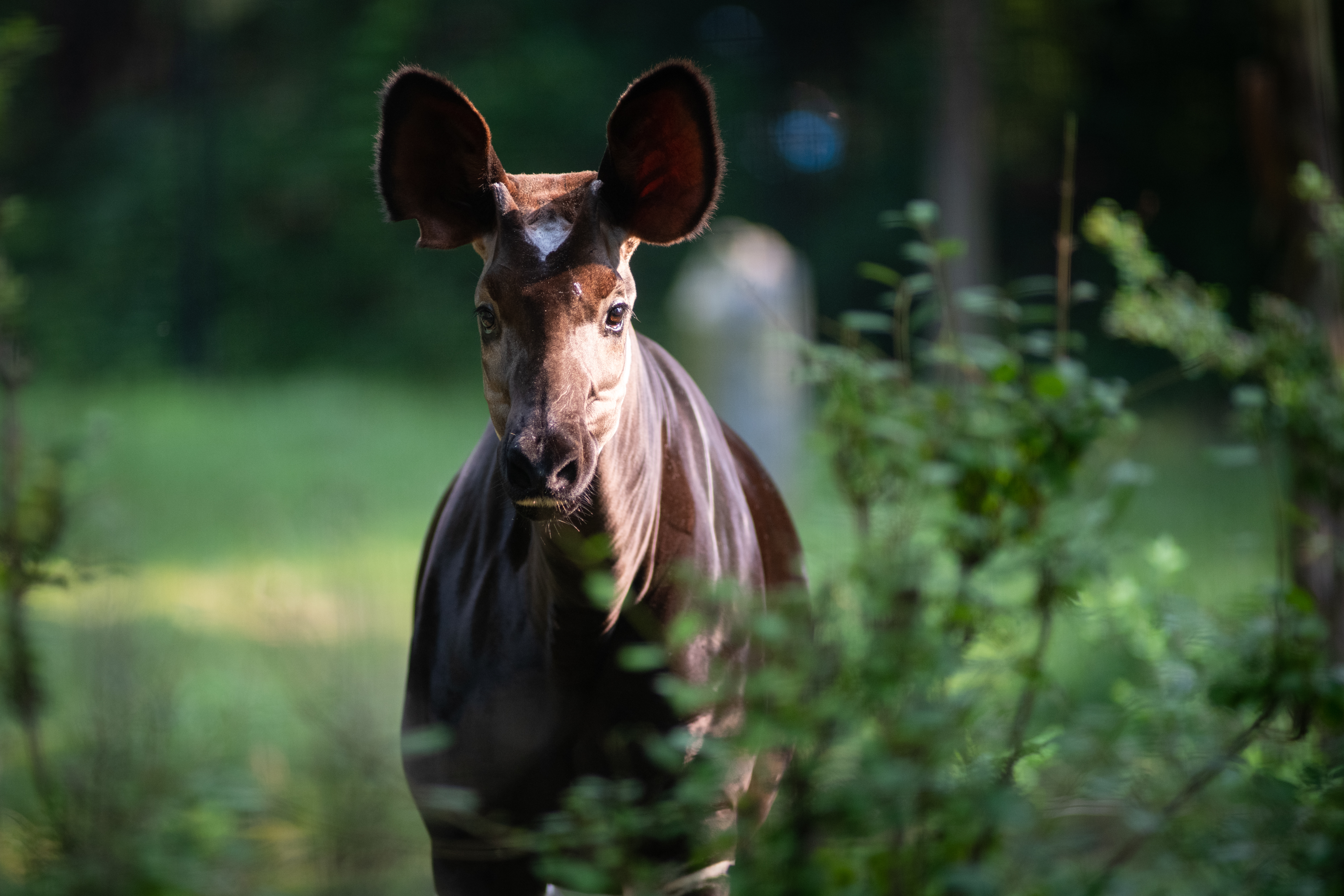 Okapi | Columbus Zoo and Aquarium