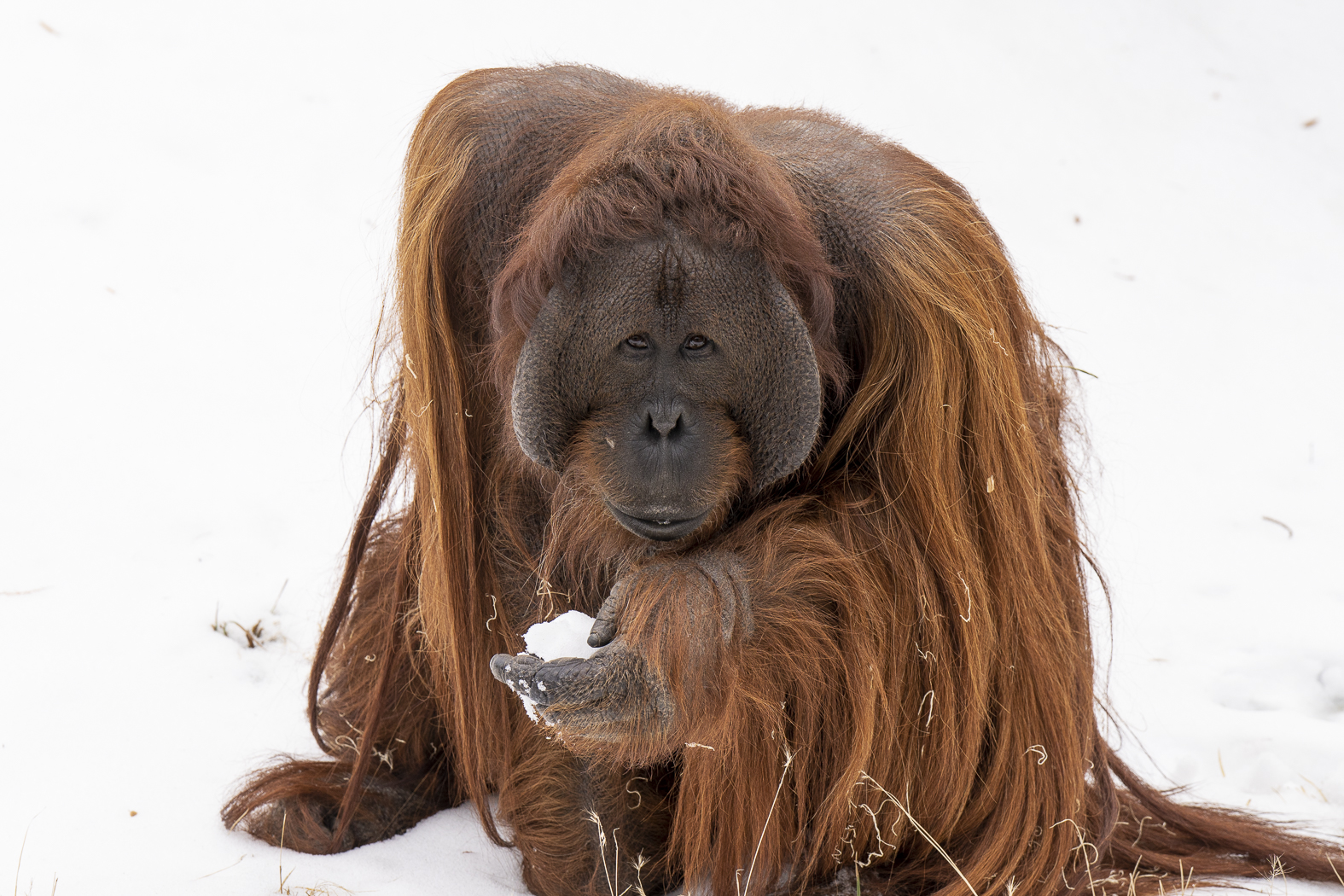 Bornean Orangutan | Columbus Zoo and Aquarium
