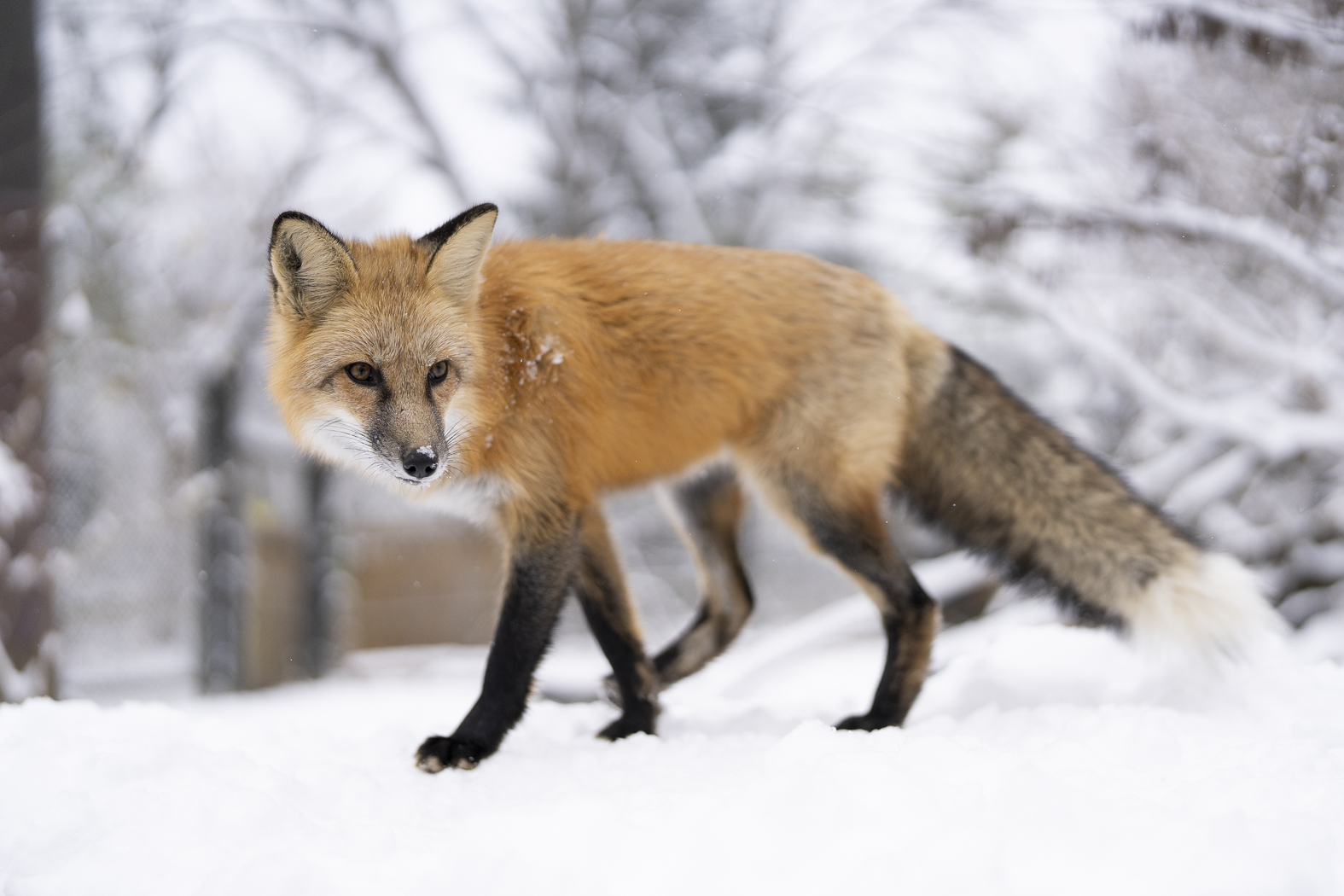 Columbus Zoo | Red Fox