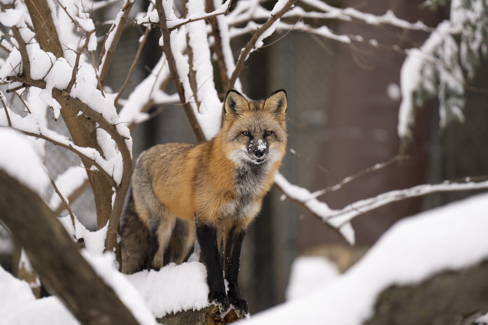 Columbus Zoo | Red Fox