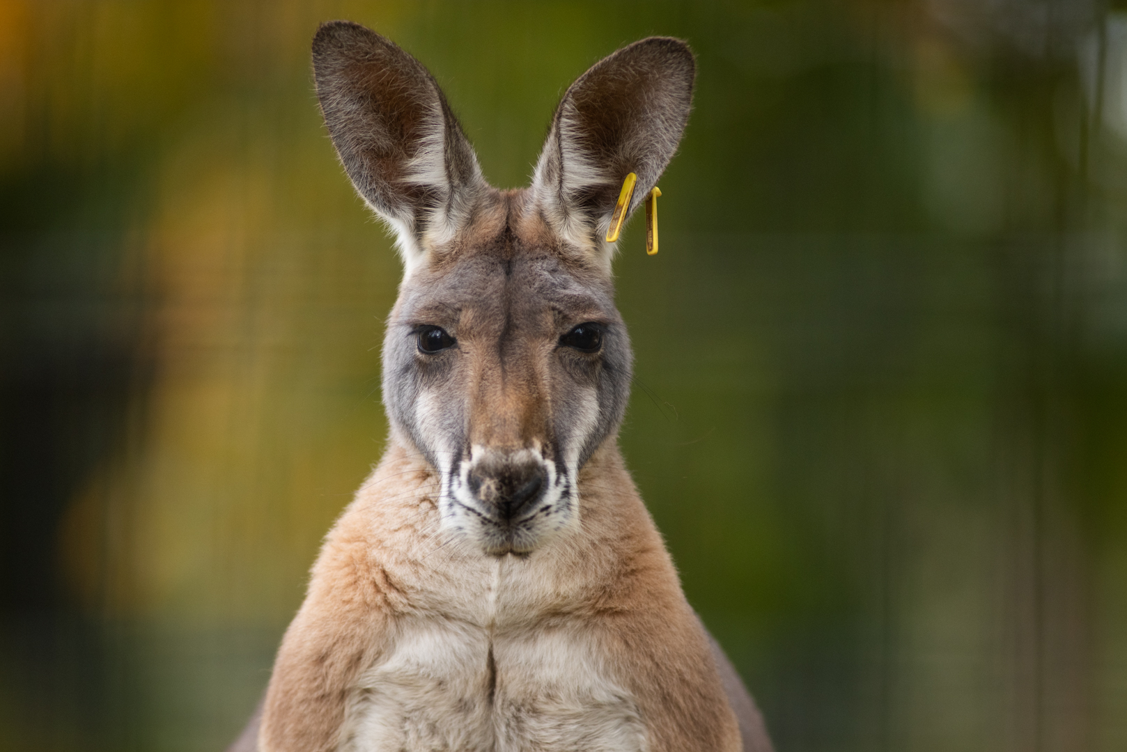 Red Kangaroo | Columbus Zoo and Aquarium
