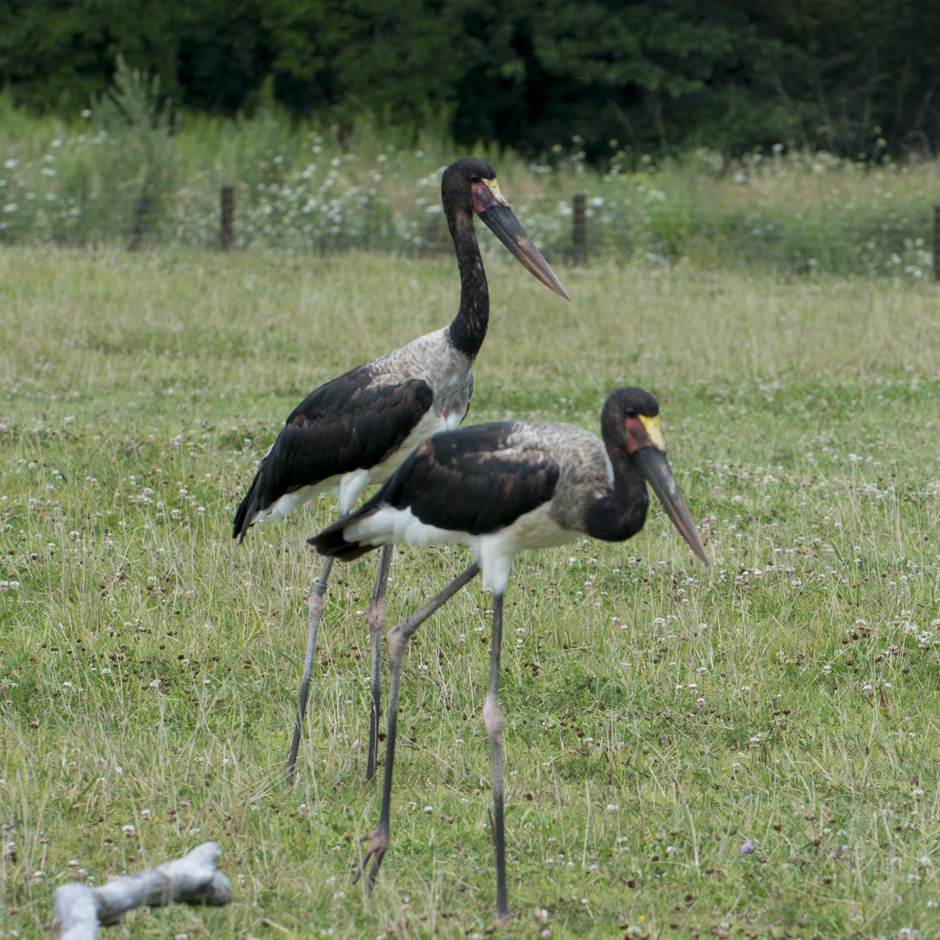 Columbus Zoo | Saddle-Billed Stork