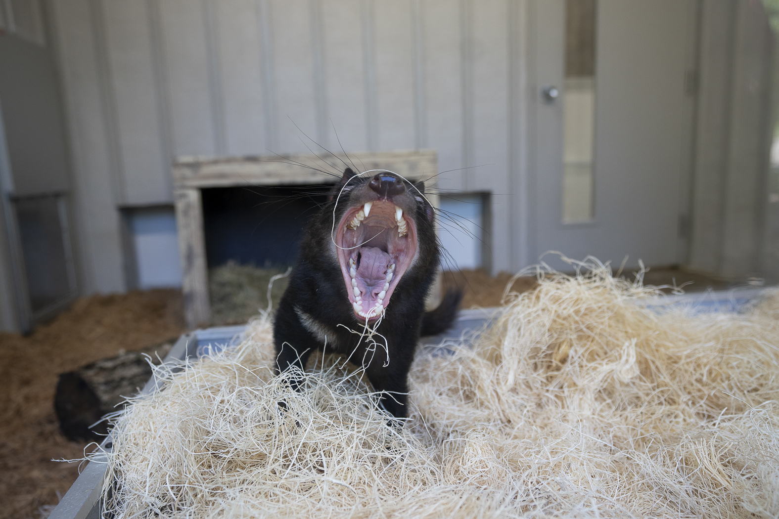 Tasmanian Devil | Columbus Zoo and Aquarium