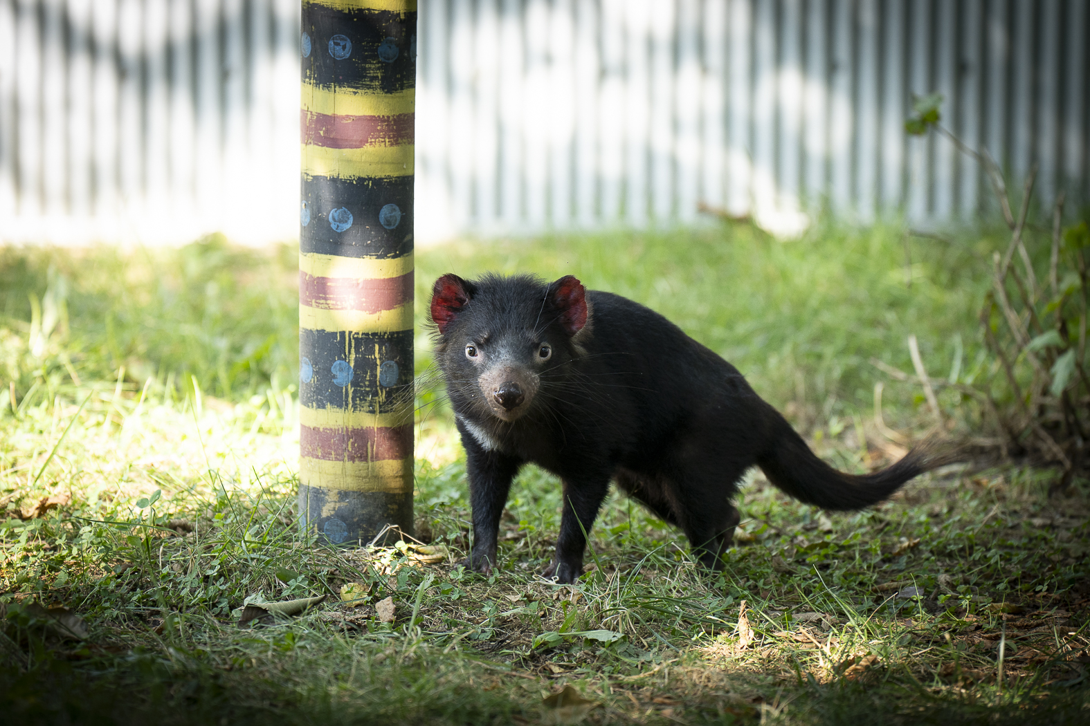Columbus Zoo | Tasmanian Devil