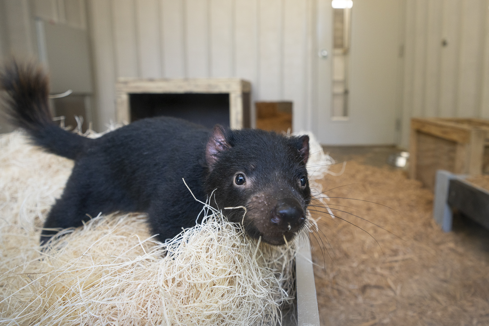 Columbus Zoo | Tasmanian Devil