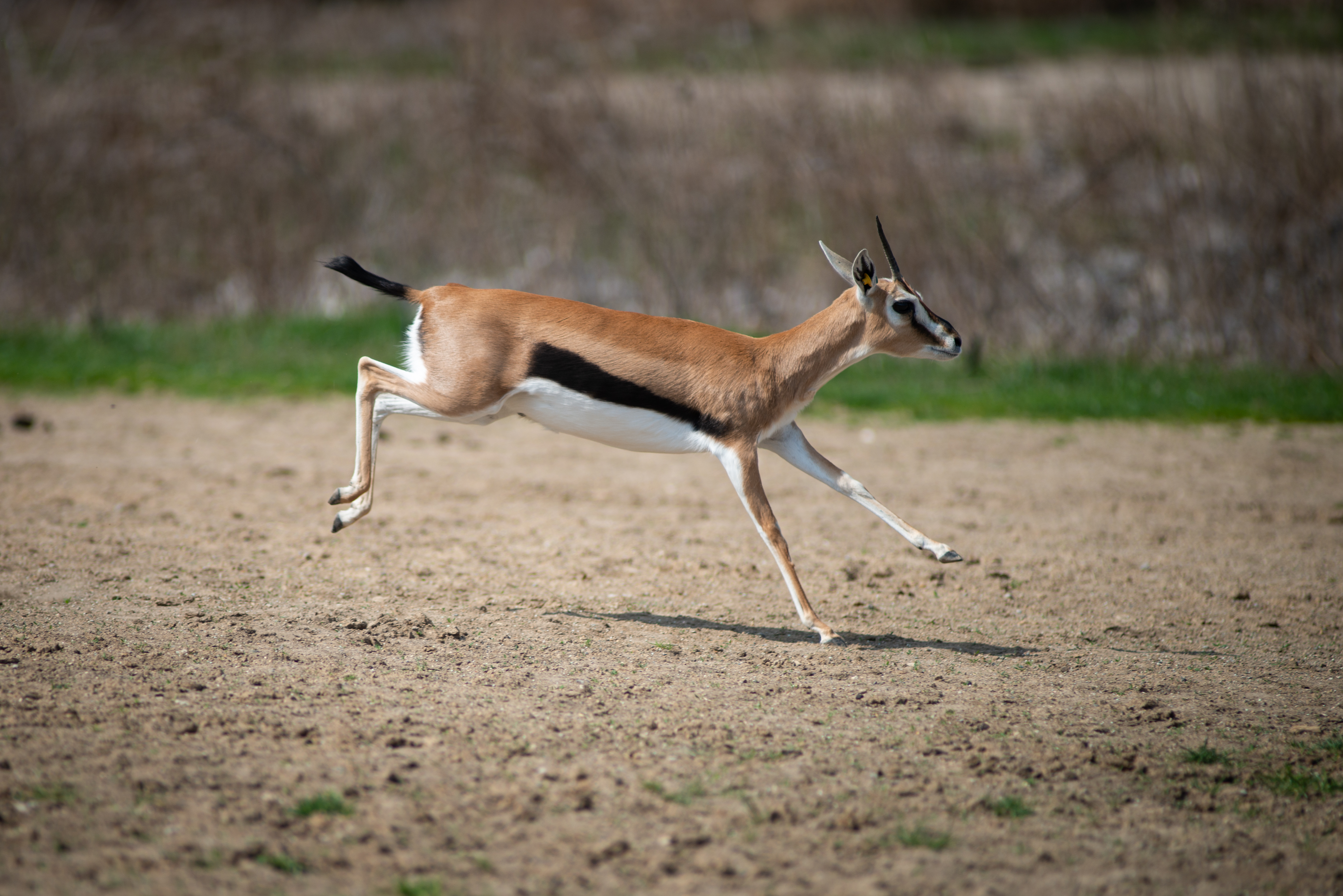 Columbus Zoo | Thomson's Gazelle