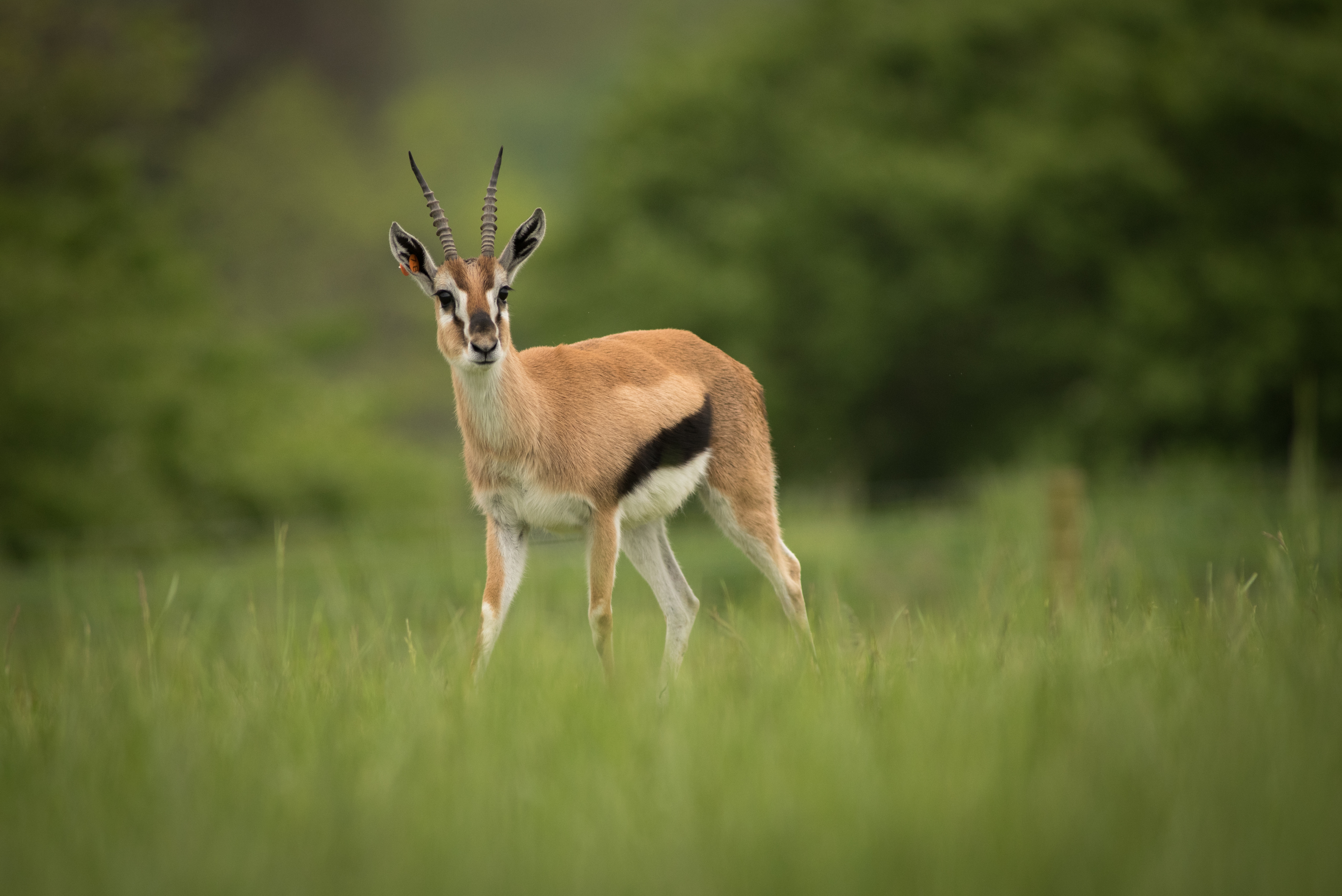 Columbus Zoo | Thomson's Gazelle