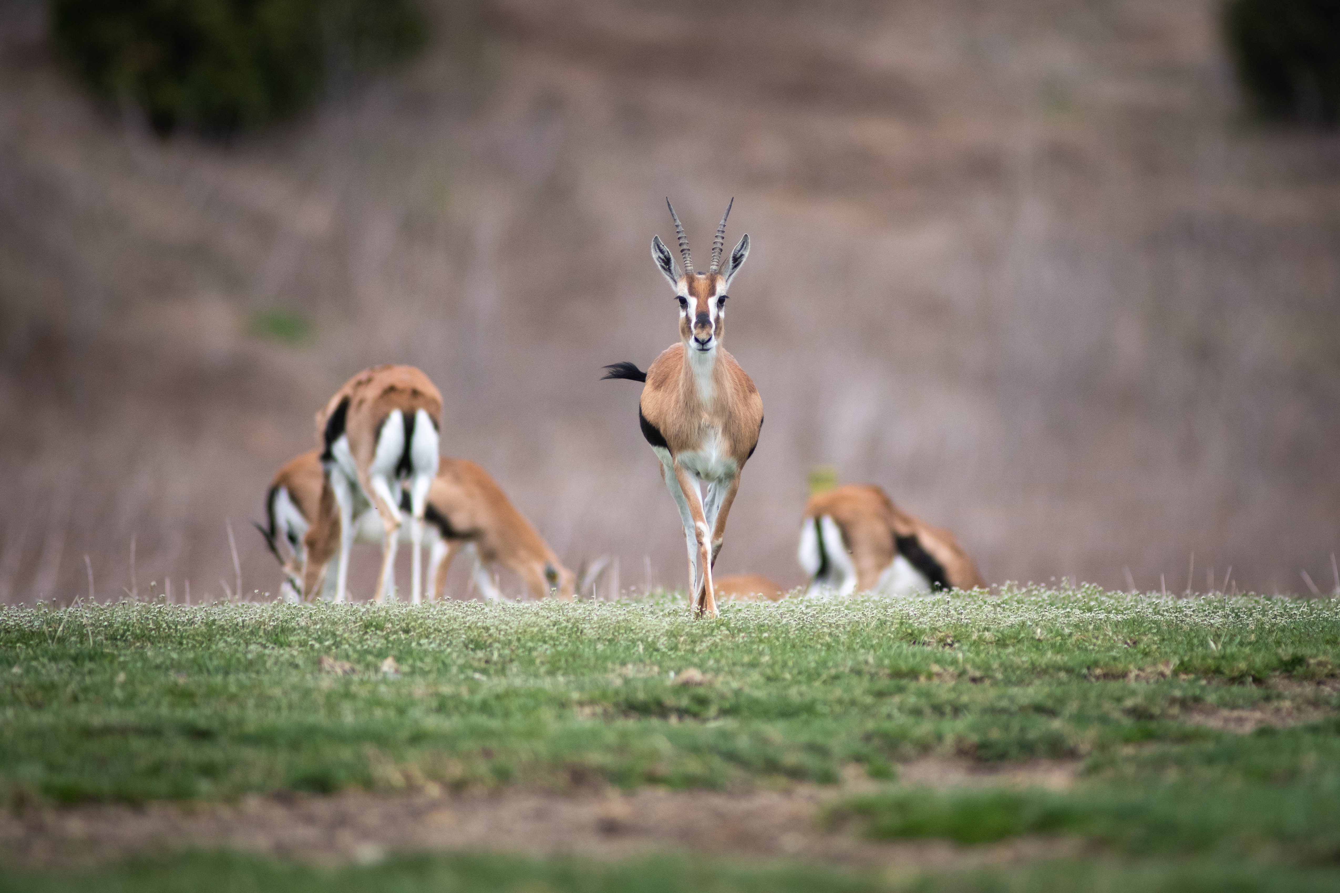 Columbus Zoo | Thomson's Gazelle