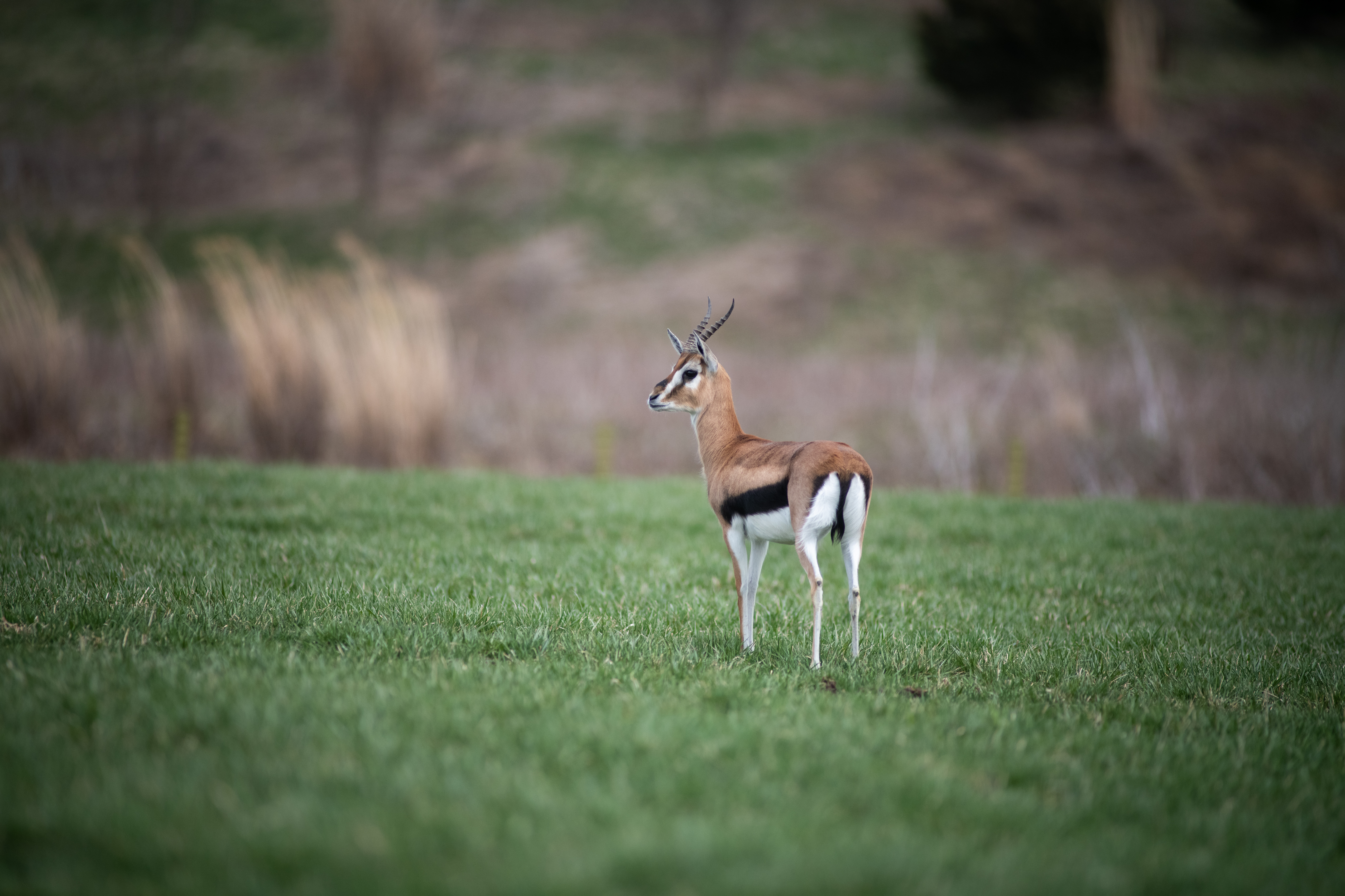 Columbus Zoo | Thomson's Gazelle
