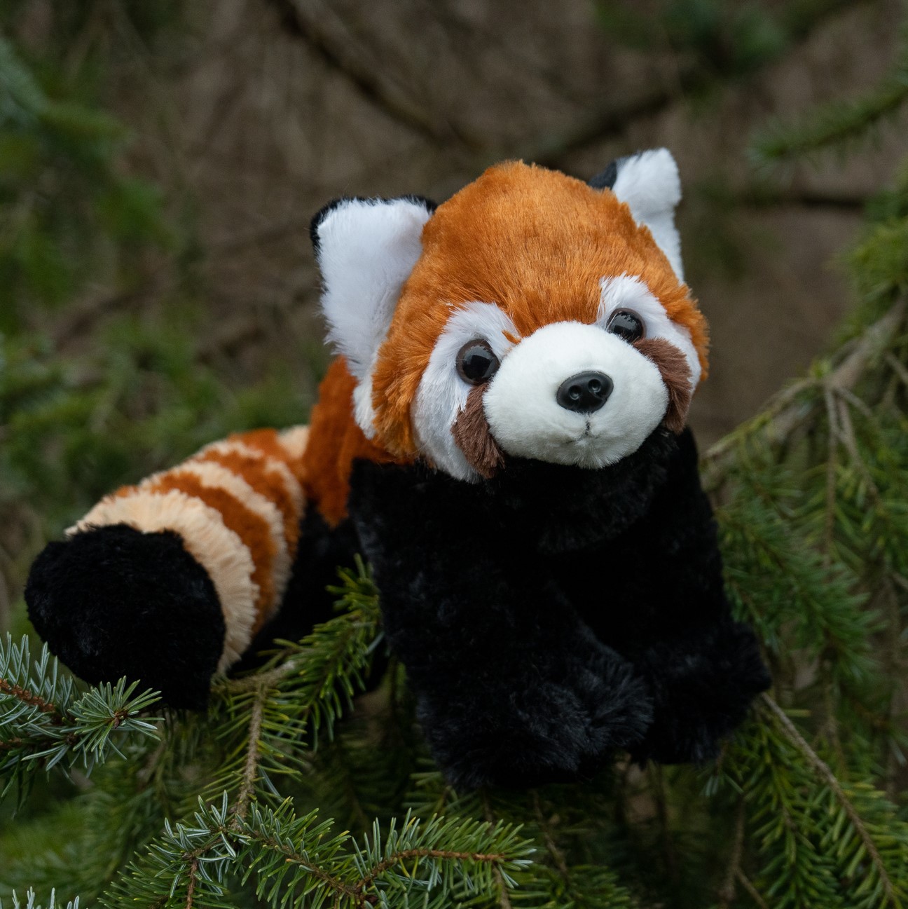 Adopt an Animal | Columbus Zoo and Aquarium