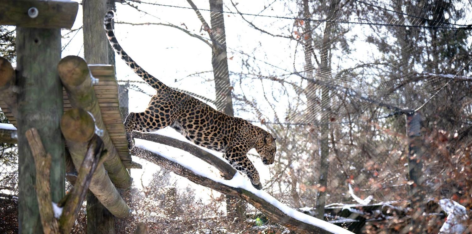 Winter at the Zoo | Columbus Zoo and Aquarium