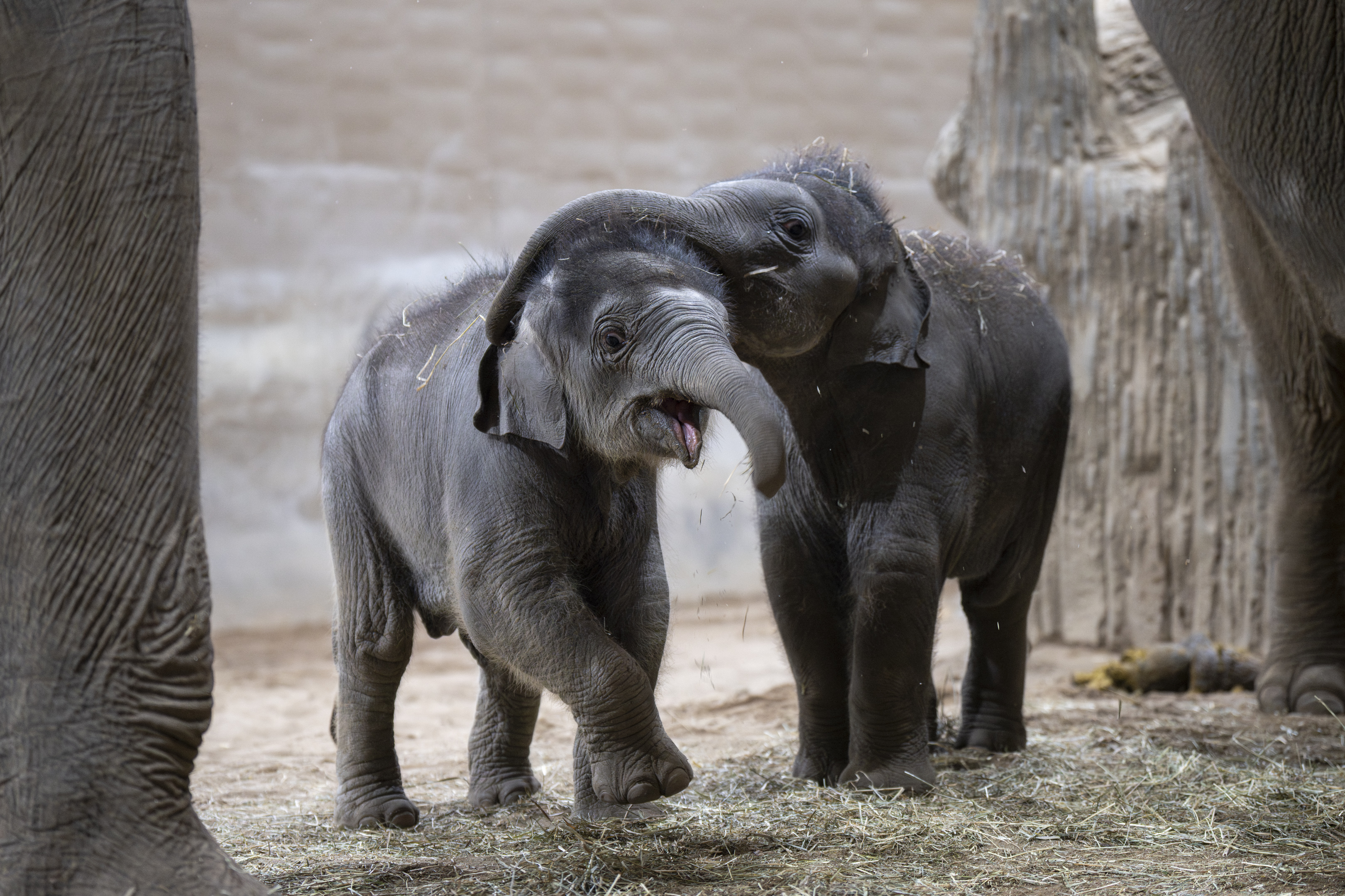 Inside a Columbus Zoo First: What We’re Learning From Raising Two ...