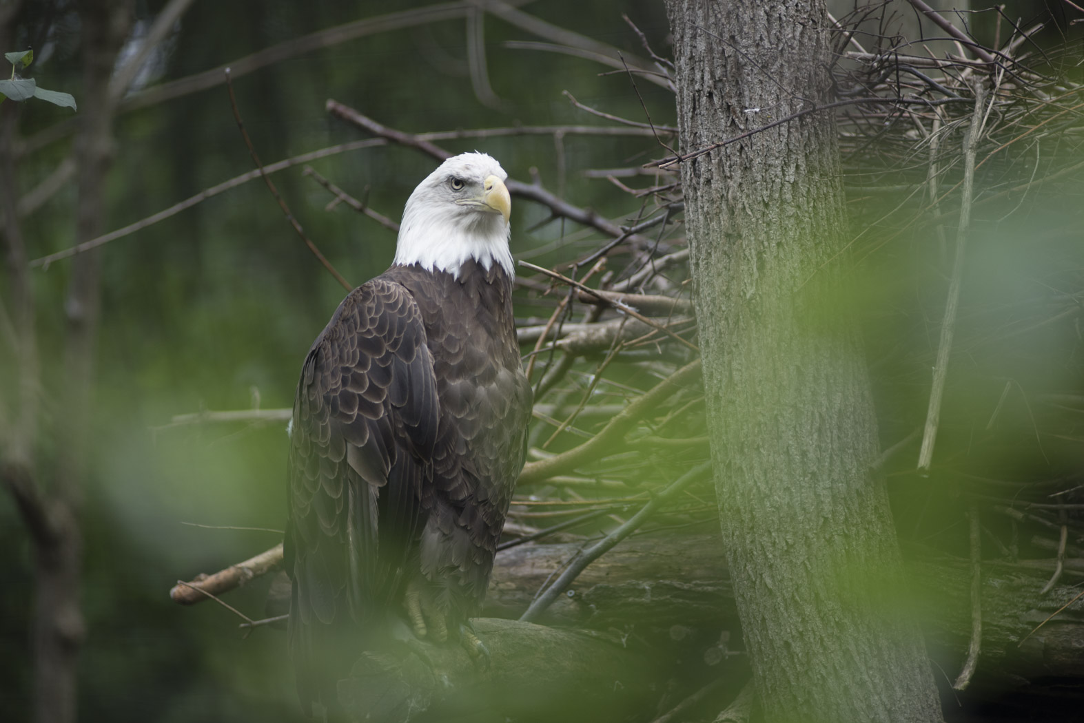 Soaring to New Heights: An Inside Look at the Columbus Zoo’s New Bald ...