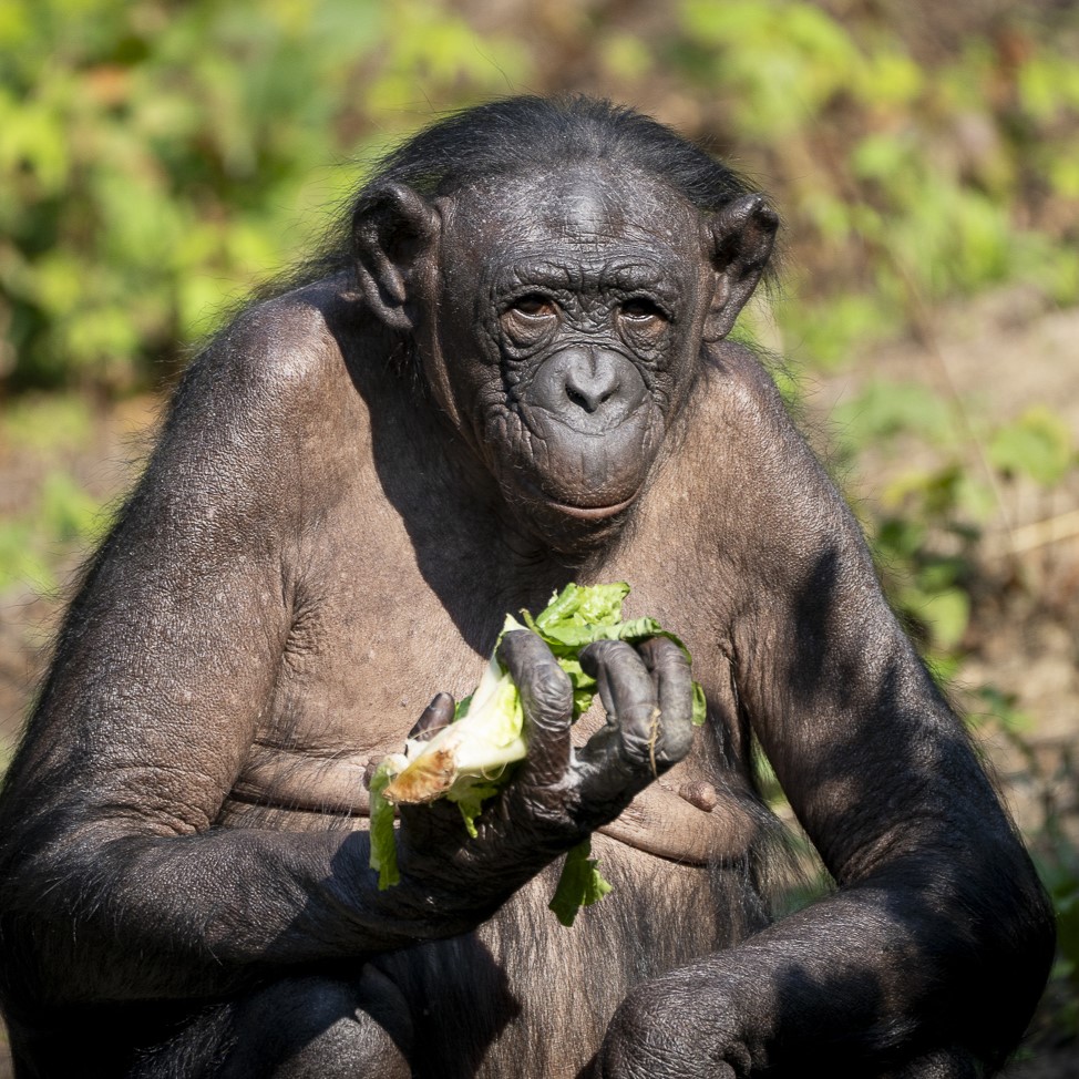 Meet the Bonobos | Columbus Zoo and Aquarium