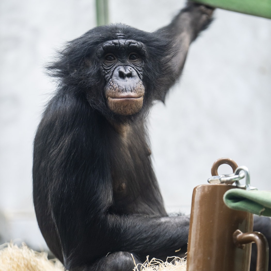Meet the Bonobos | Columbus Zoo and Aquarium