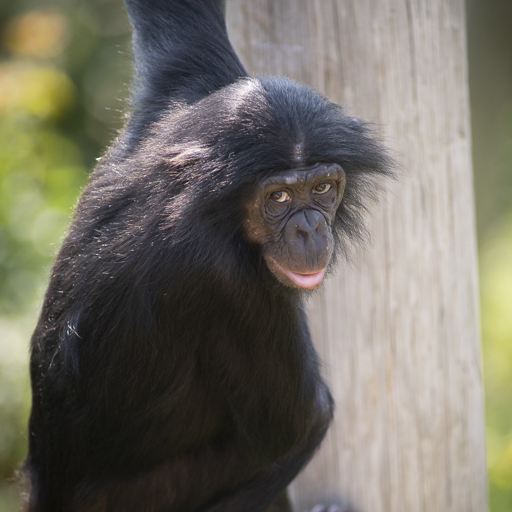 Meet the Bonobos | Columbus Zoo and Aquarium