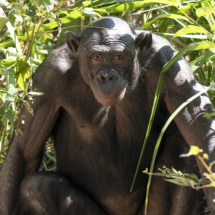 Meet the Bonobos | Columbus Zoo and Aquarium