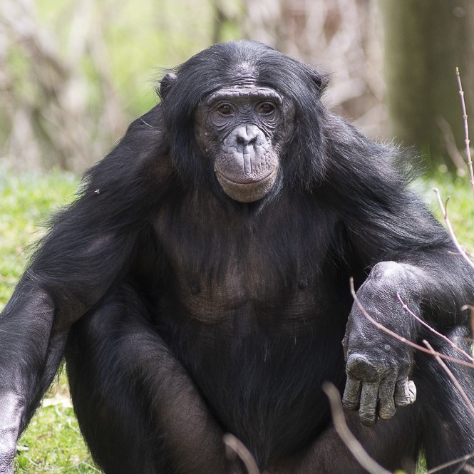 Meet the Bonobos | Columbus Zoo and Aquarium