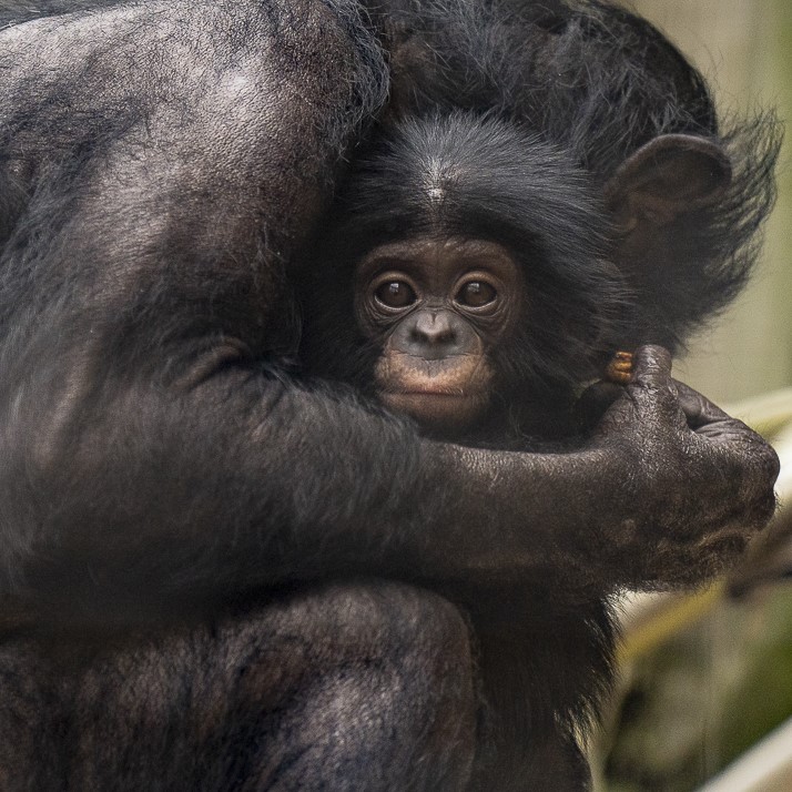 Meet the Bonobos at the Columbus Zoo! | Columbus Zoo and Aquarium