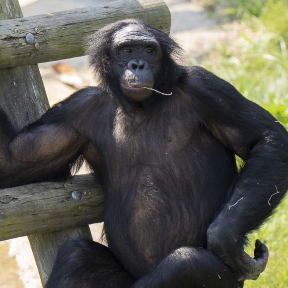 Meet the Bonobos at the Columbus Zoo! | Columbus Zoo and Aquarium