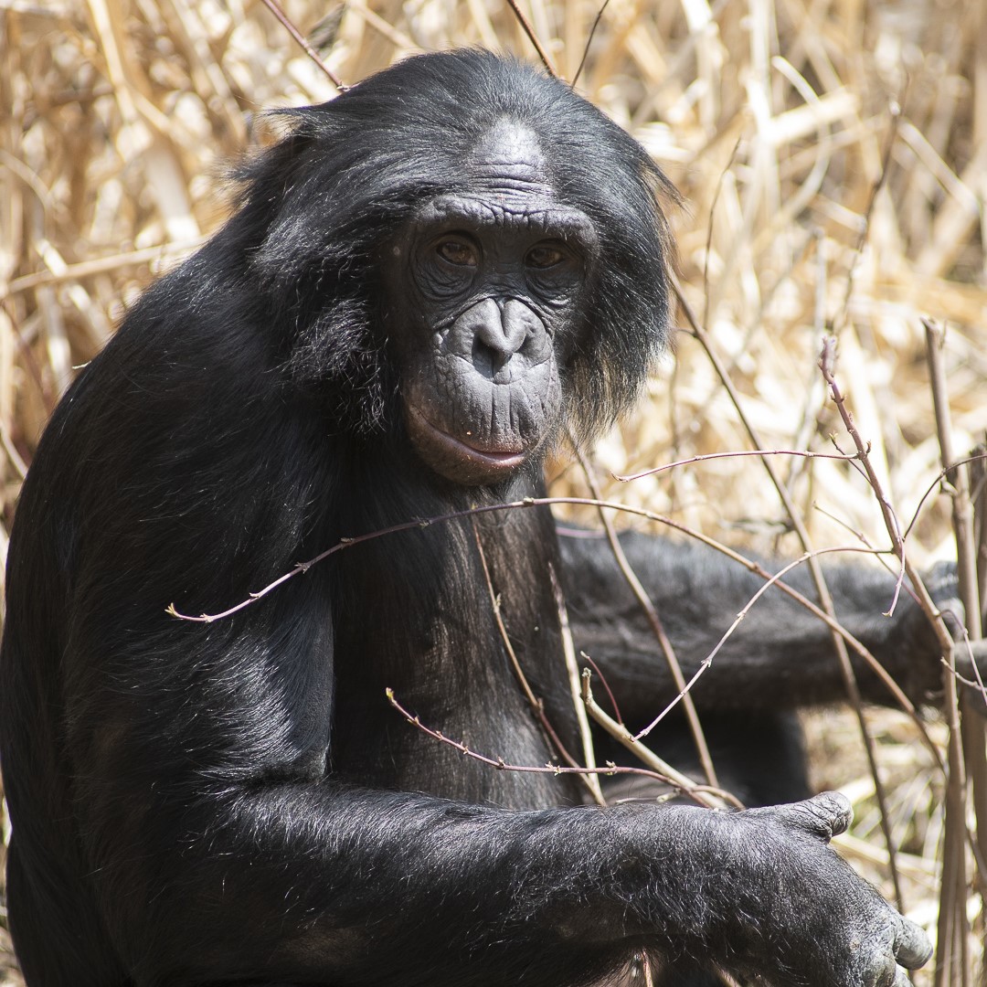 Meet the Bonobos | Columbus Zoo and Aquarium